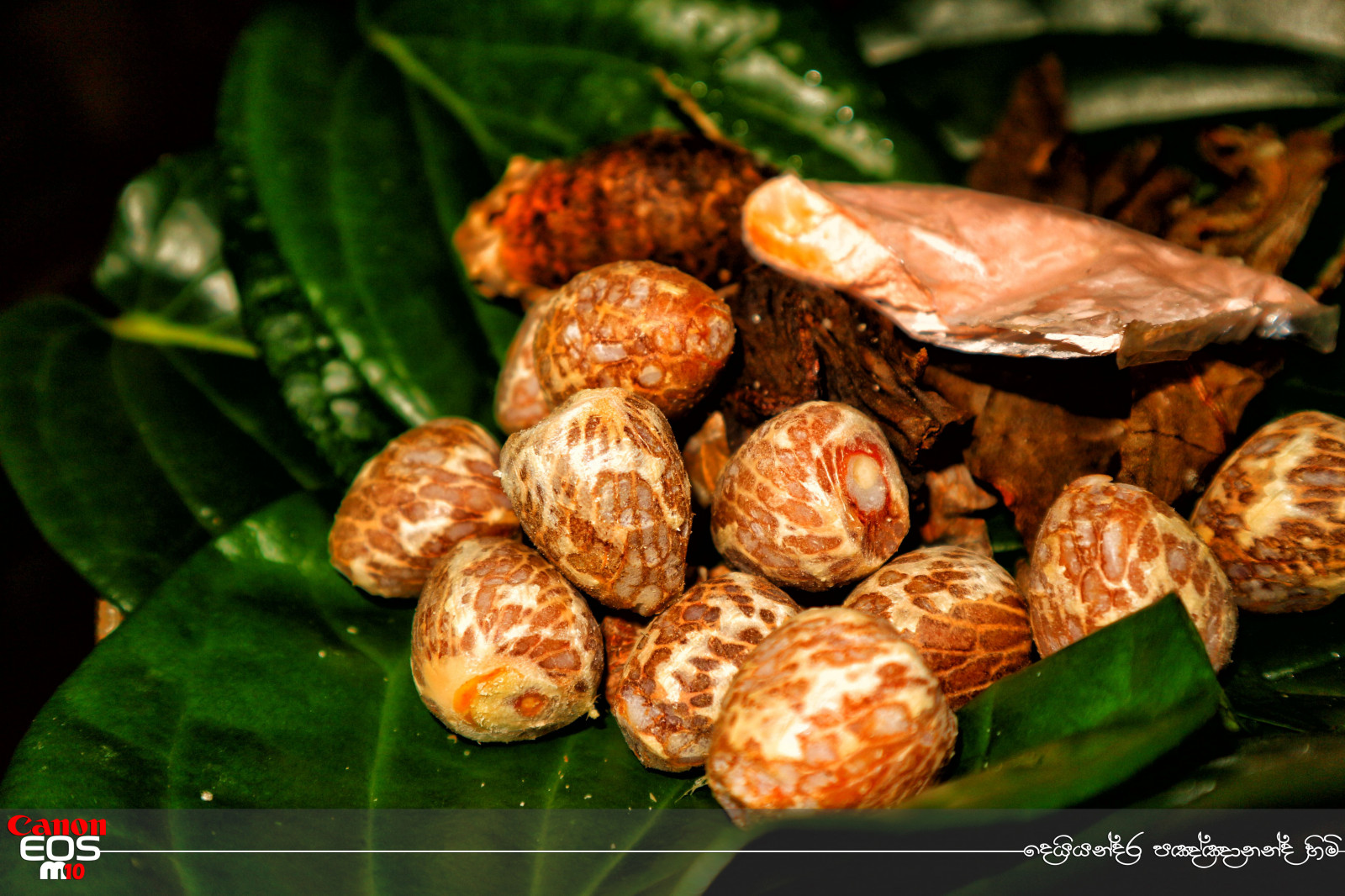 Wallpaper : Puwak, Dahath Wita, Bulath Wita, Sri Lanka, Traditional ...