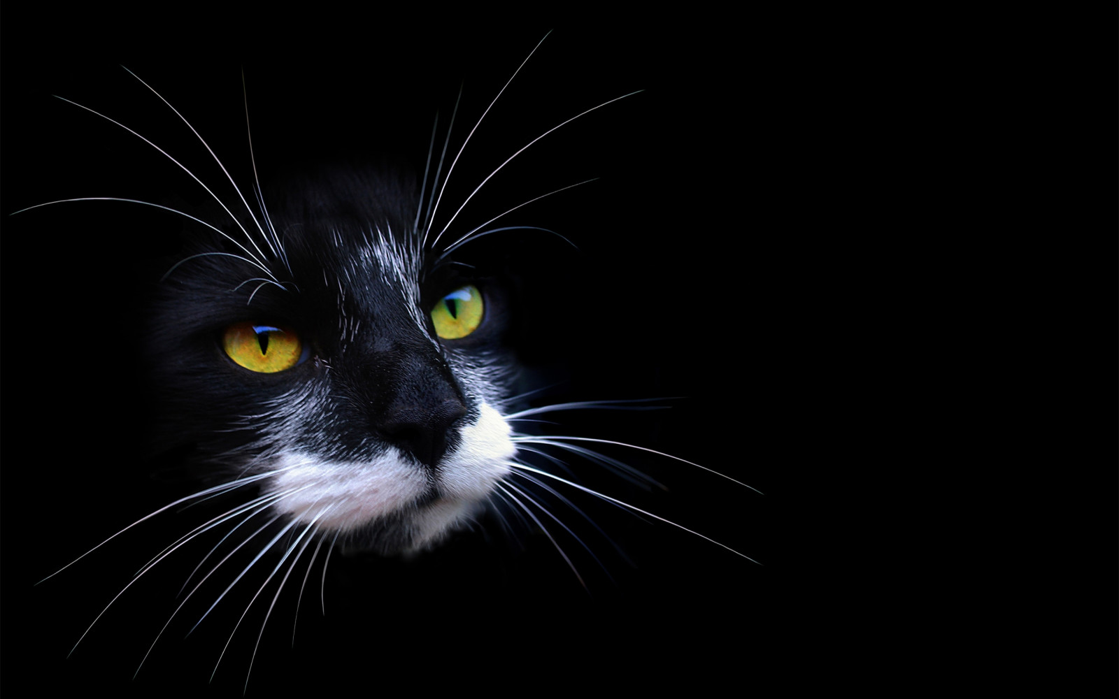 Wallpaper : cat, face, color, shadow, dark 2560x1600 - goodfon - 668272 ...