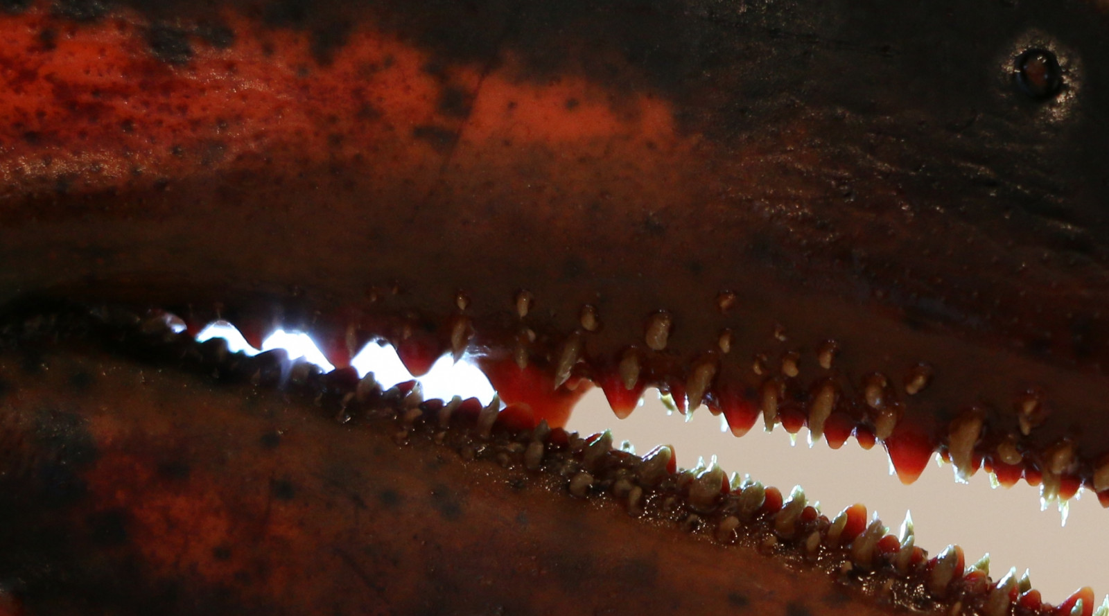 Wallpaper : macromondaysthespaceinbetween, lobster, lobsterclaw, teeth ...