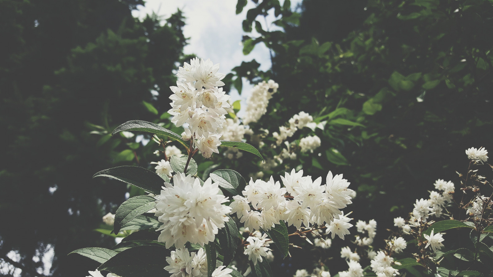 Obrázky na plochu : vetva, kvety, kvet, jazmín, evergreen, strom ...