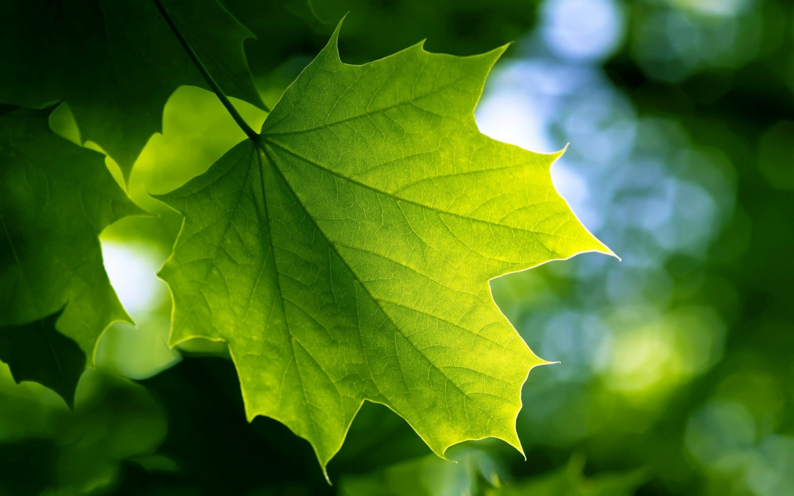 Wallpaper : 1920x1200 px, bokeh, Daun-daun, alam 1920x1200 - - 733749 ...