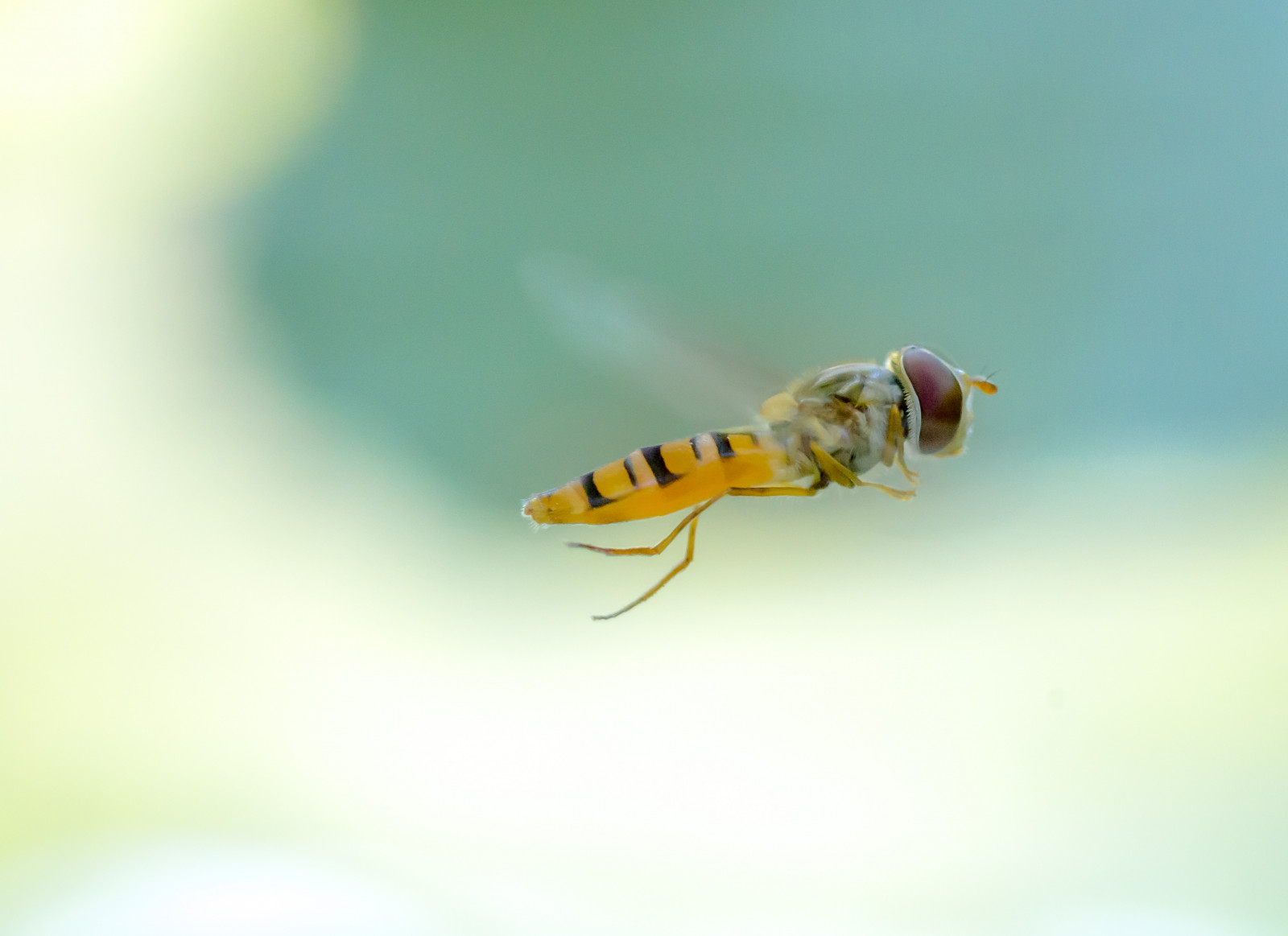 Wallpaper : flying, wildlife, Fly, pentax, flies, Bee, insects, wasp ...