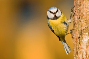Obrázky na plochu : vtáky, vetva, žltá, zver a rastlinstvo, zobák ...