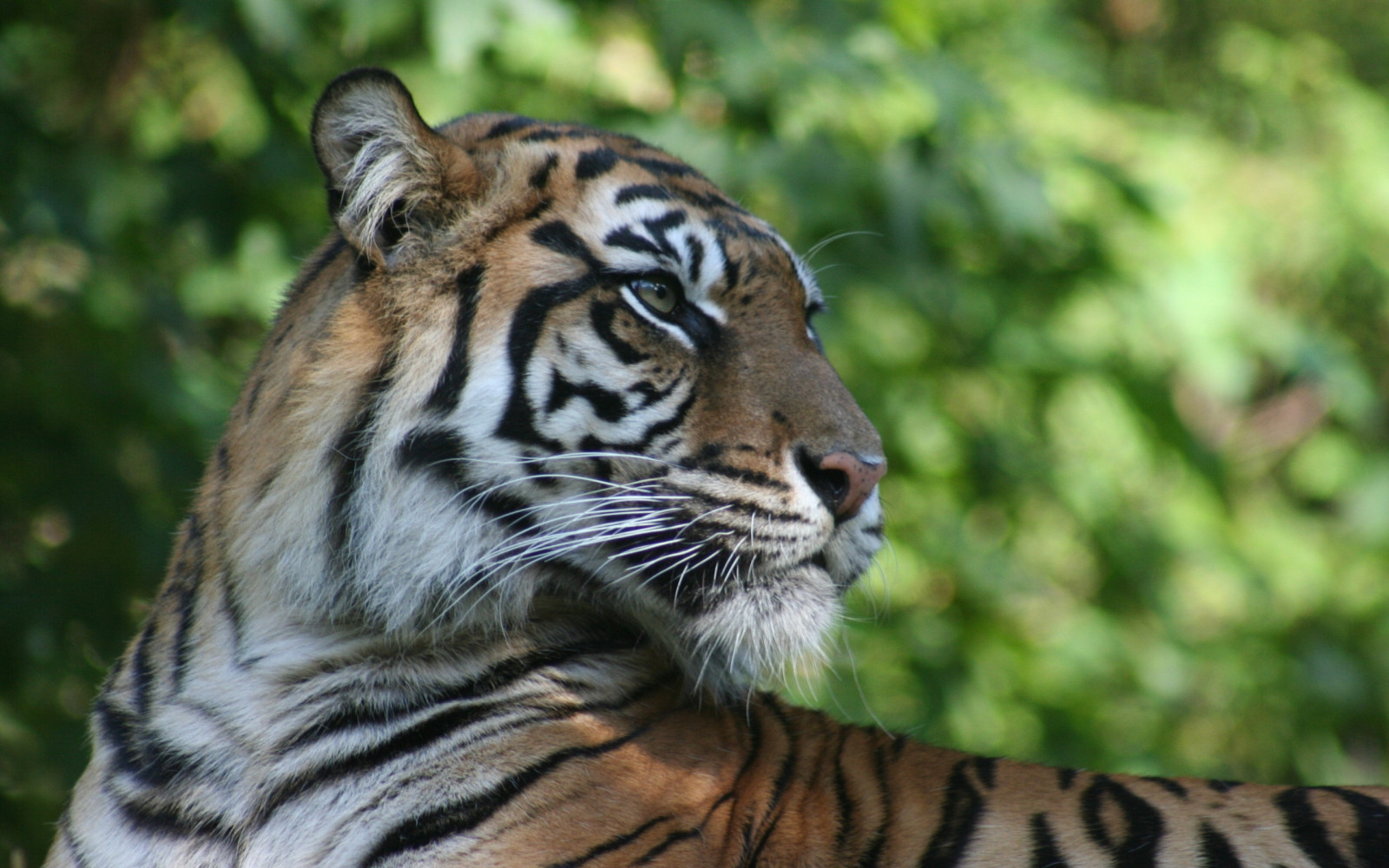 Wallpaper : tiger, muzzle, profile, predator, big cat 2560x1600 ...