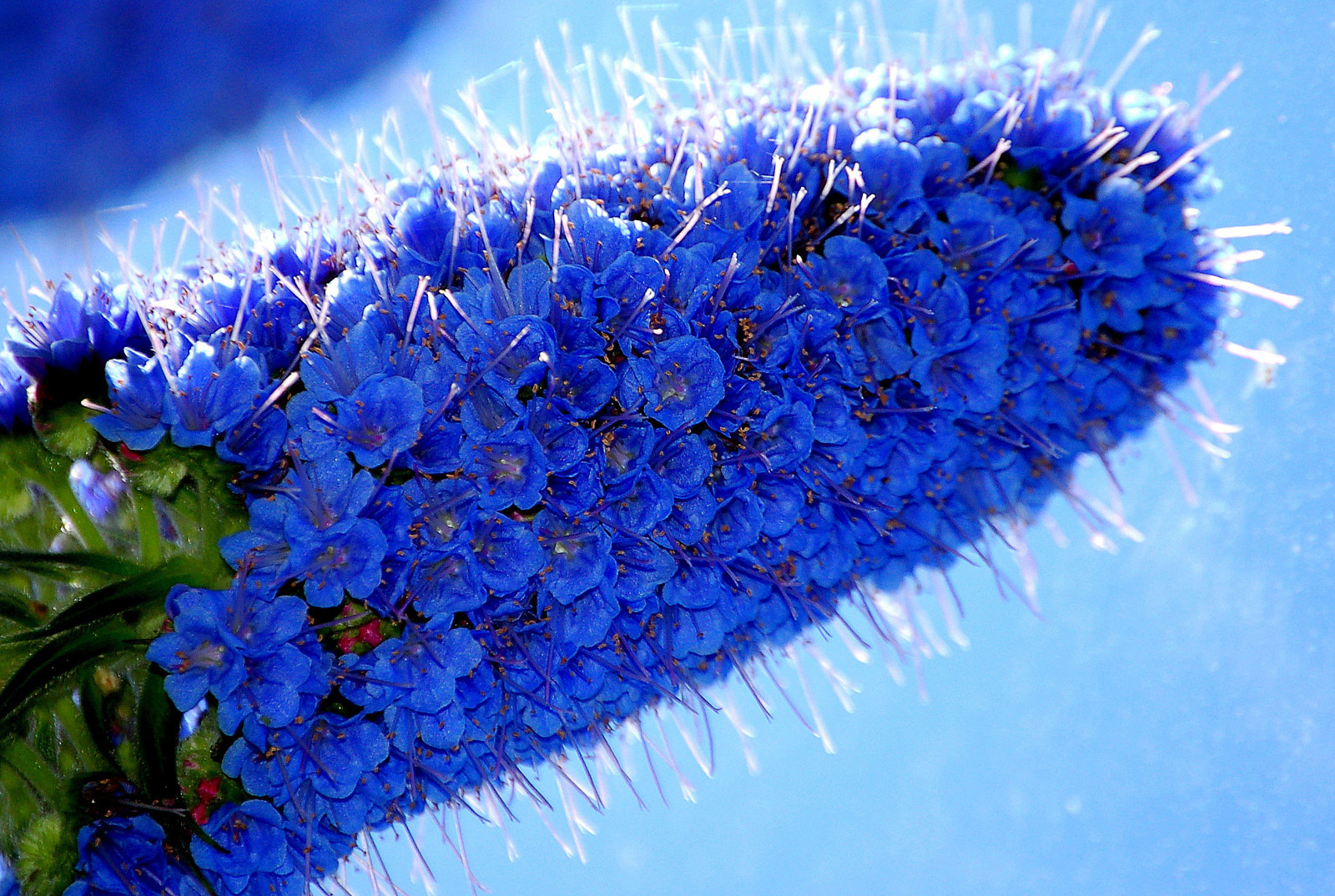 Tapety : modrý, nebe, květ, makro, Příroda, detailní, Lístky, okvětní ...