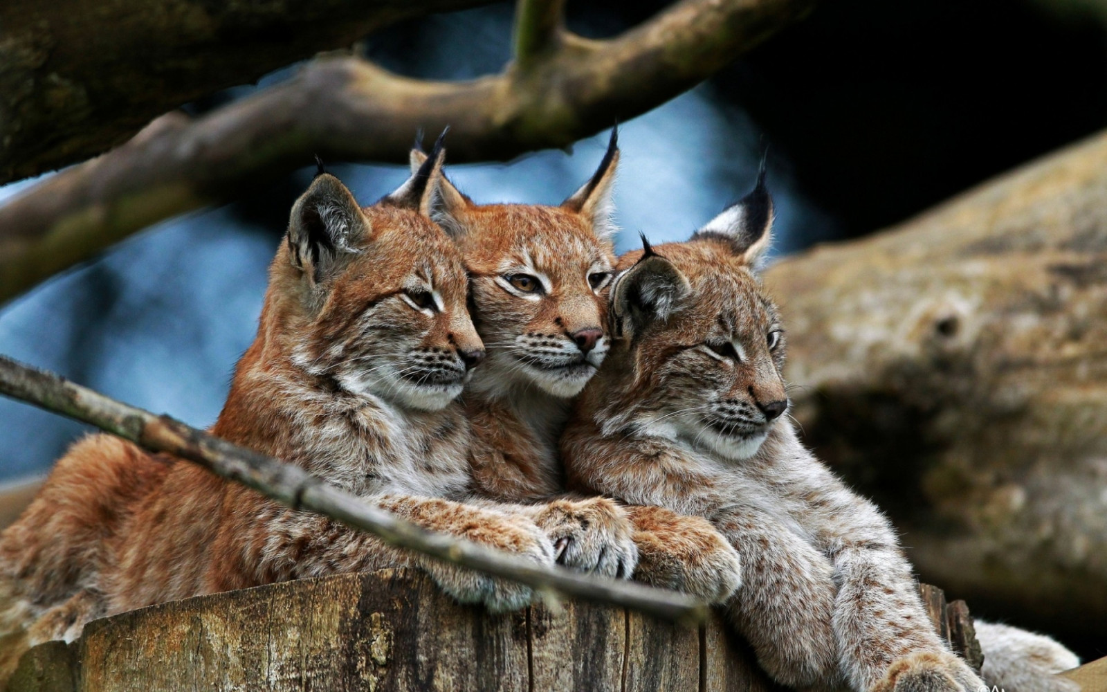 Wallpaper : lynx, three, lie, hide 1920x1200 - wallhaven - 1040694 - HD ...