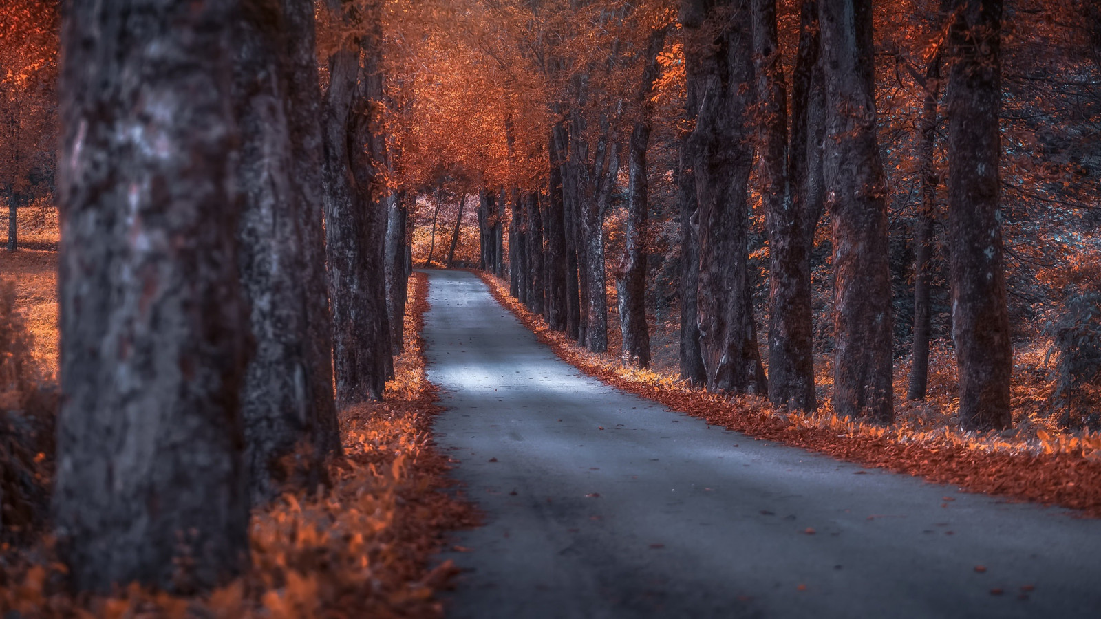 Wallpaper : road, fall, trees 2048x1152 - WallpaperManiac - 1674123 ...