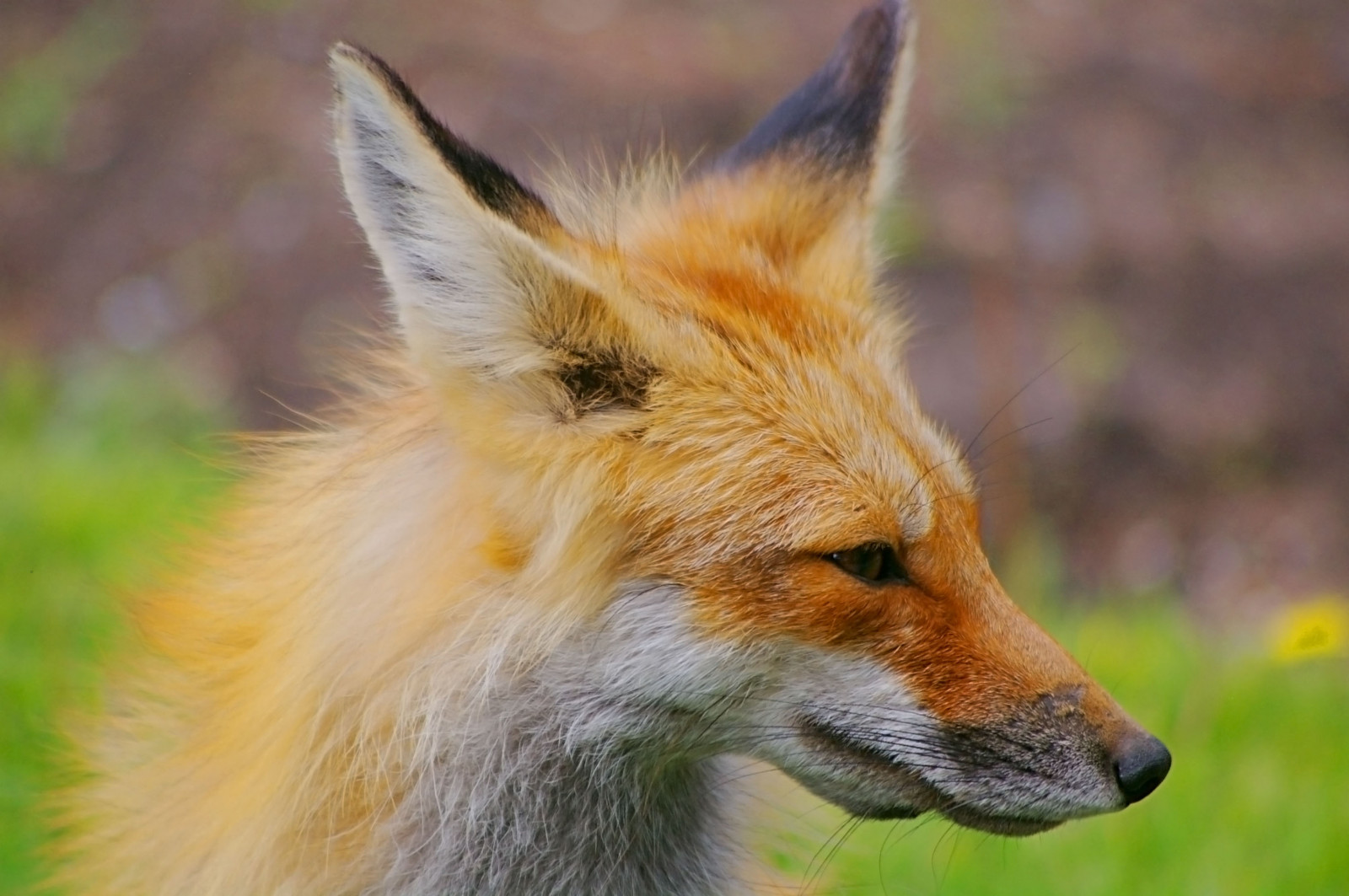 Wallpaper : margasatwa, rubah merah, binatang menyusui, fauna, kit fox ...