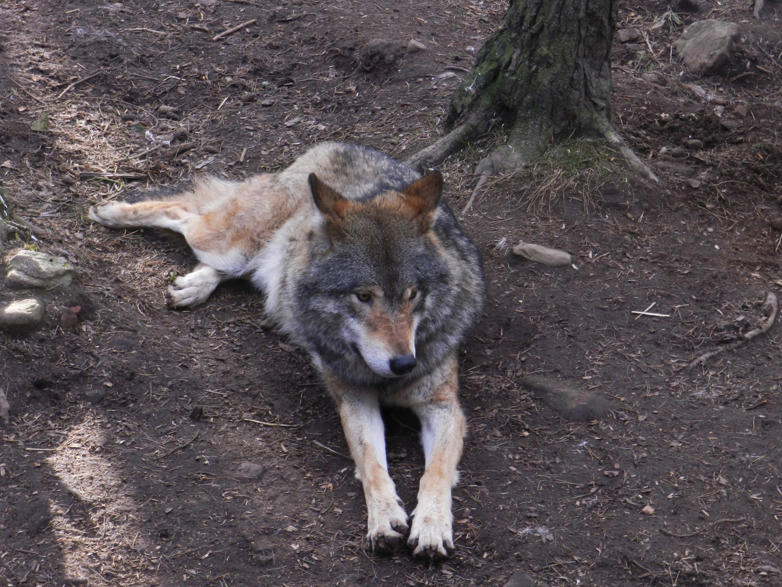 Masaüstü : park, oturma, Vahşi hayat, gri, kurt, çakal, hayvan ...