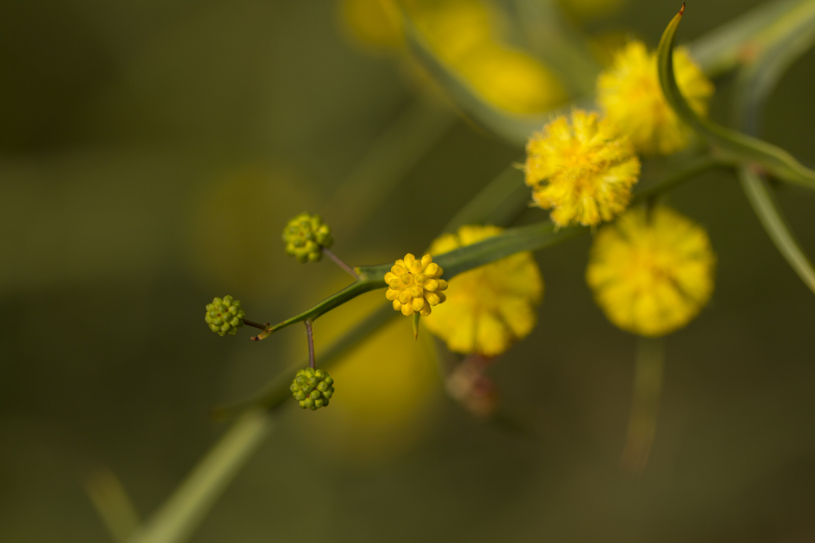 Tapety : Příroda, městský, park, zima, žlutý, mimóza, Kánon, bokeh ...