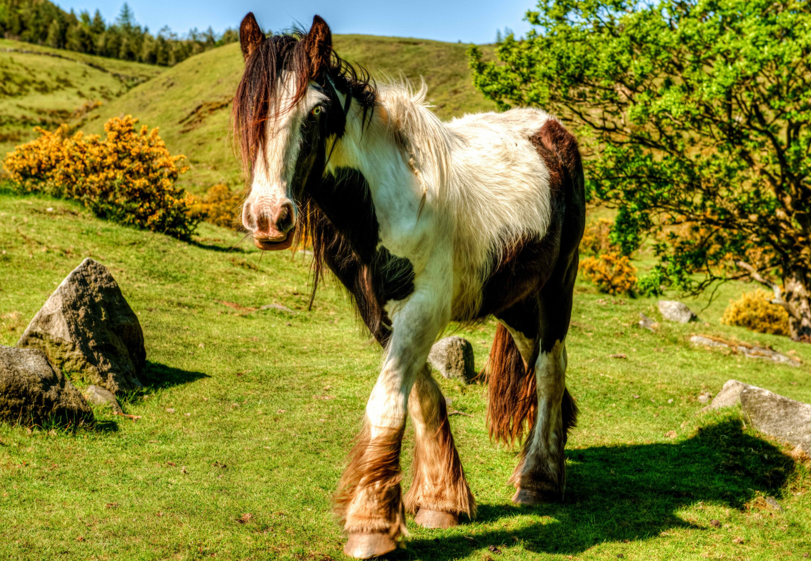 Bakgrundsbilder : häst, gräs, vacker, natur 6009x4161 - goodfon ...