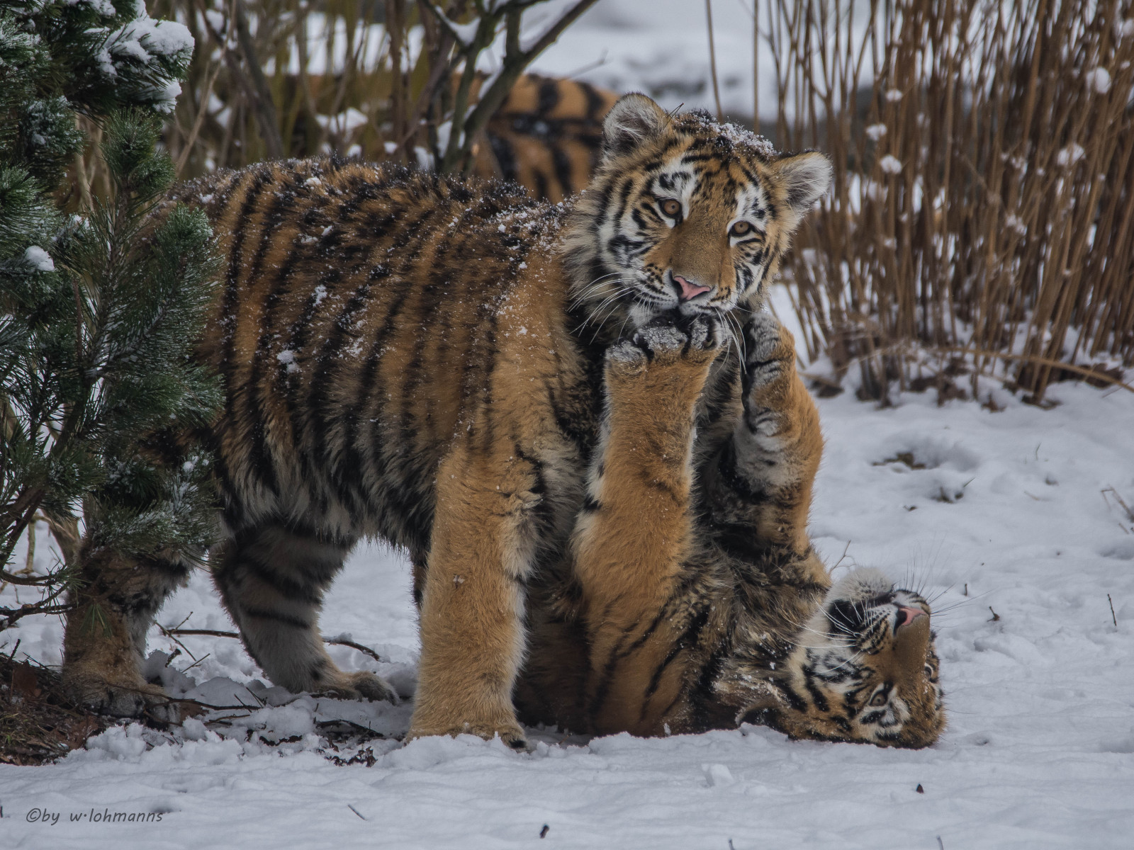 Wallpaper : grass, snow, winter, tiger, wildlife, fur, big cats, Zoo ...