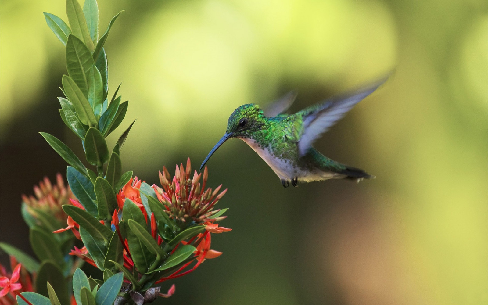 Sfondi : natura, ramo, verde, colibrì, becco, fiore, uccello, flora ...