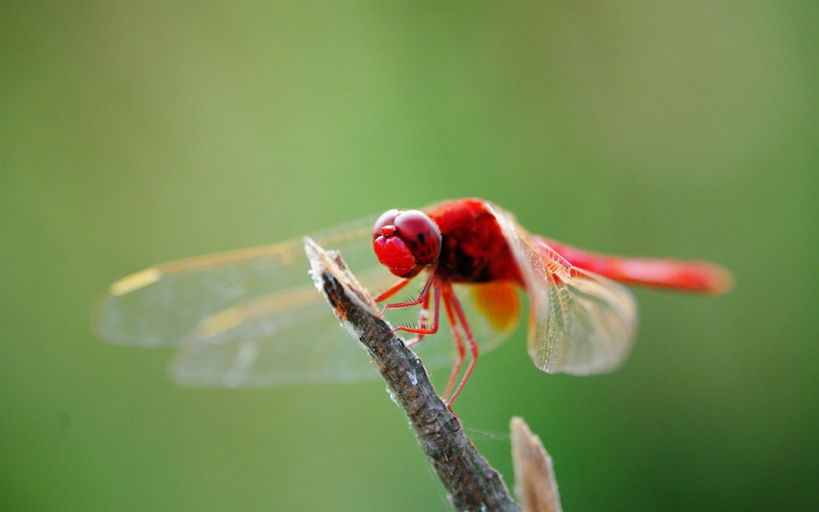 Sfondi : libellula, ramo, sedersi, insetto 1920x1200 - 4kWallpaper ...