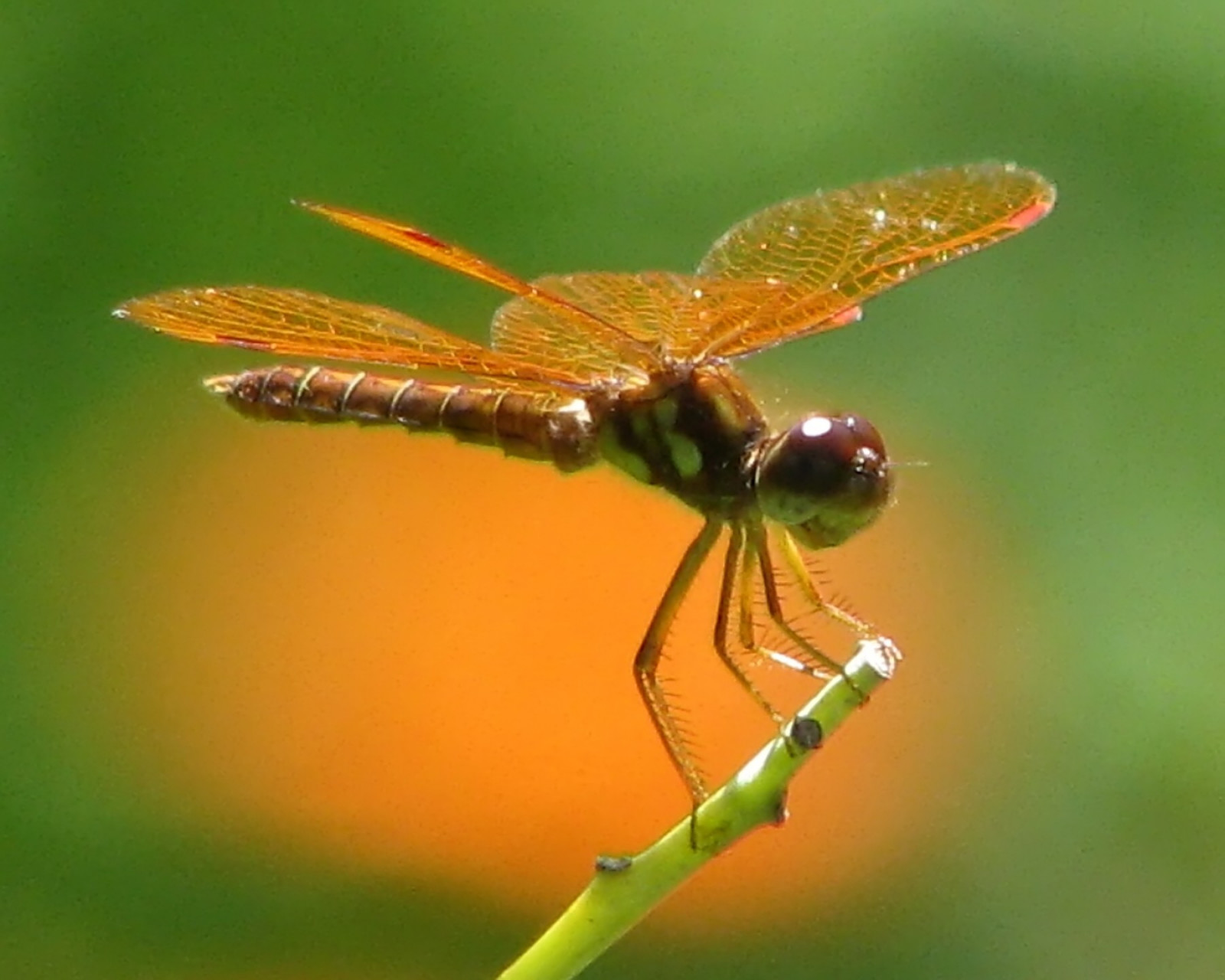 Wallpaper : dragonfly, dragonflies and damseflies, invertebrate ...