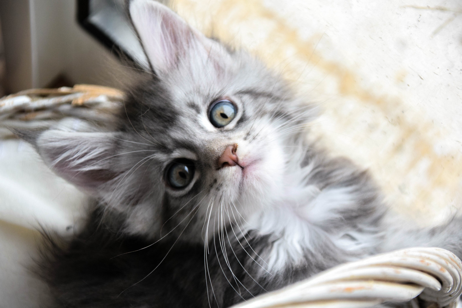 Wallpaper : cat, chat, kitten, animal, Sun, panier 6000x4000 ...