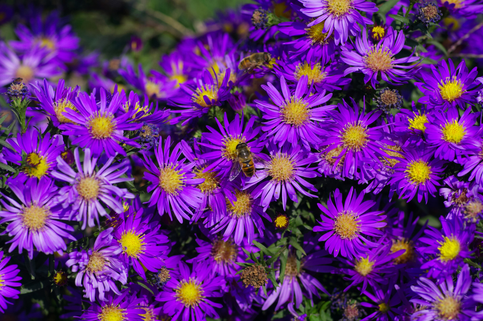 Wallpaper : bunga-bunga, alam, bunga aster, menanam, musim, estetis ...