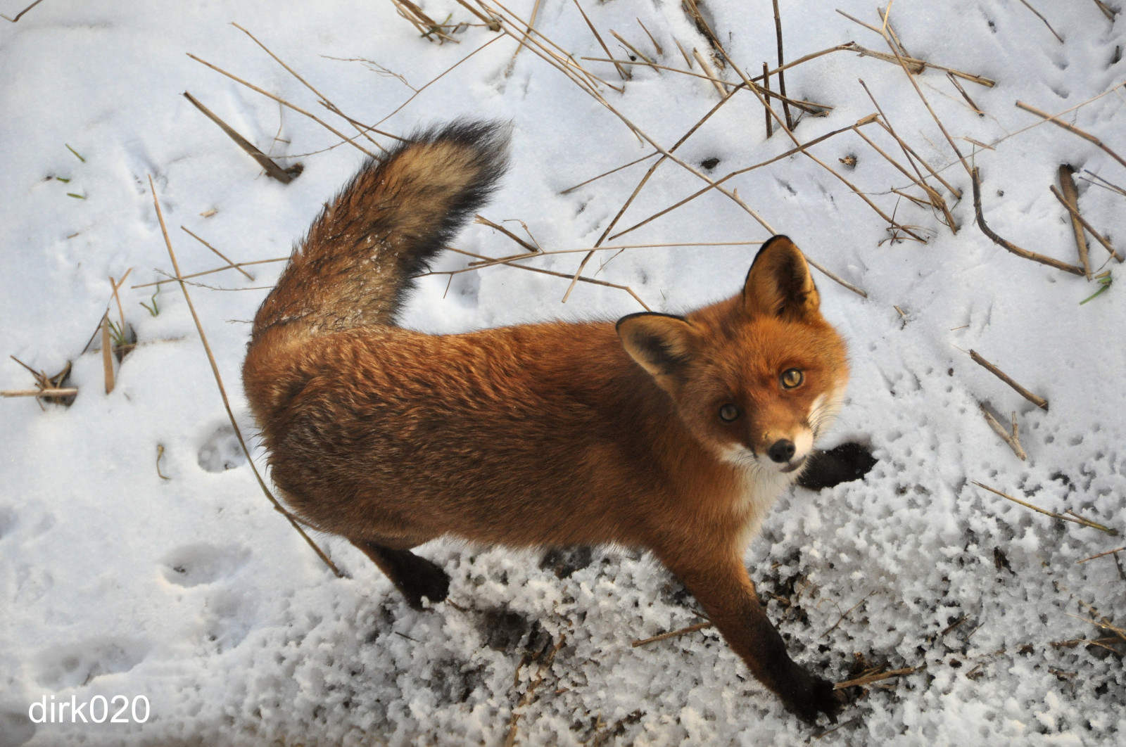 Wallpaper : red fox, wildlife, fauna, fur, dhole, snout, snow, dog like ...
