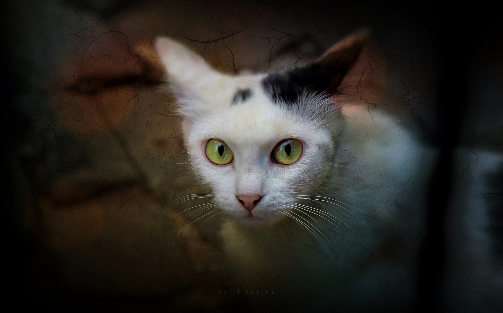 Sfondi : gatto, bianca, animali 2048x1273 - WallpaperManiac - 1179255 ...