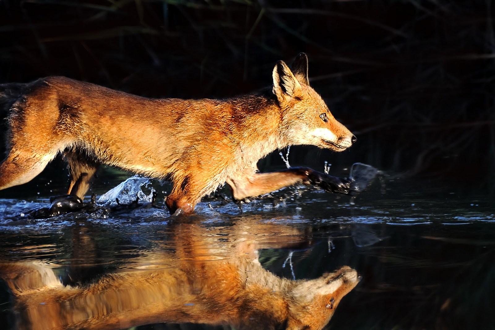 Wallpaper : wildlife, fauna, red fox, mammal, dhole, organism, jackal ...