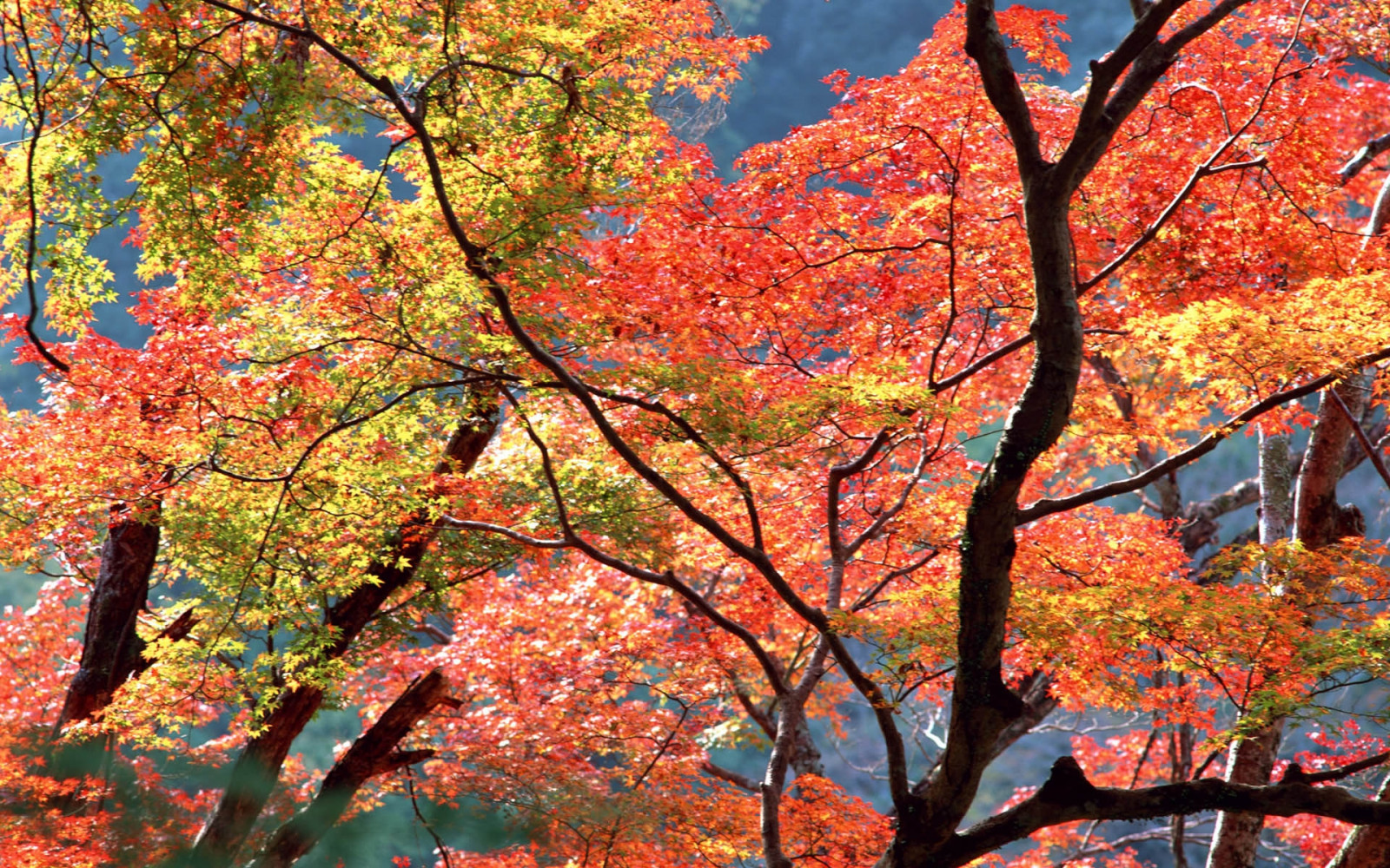 Wallpaper : branches, autumn, leaves, trees 1920x1200 - - 1017270 - HD ...