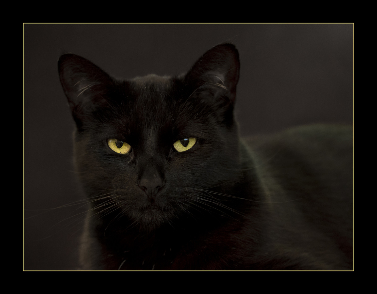 Sfondi : occhi, giallo, barba, felino, Gattino, Gatto nero, Kat, occhio ...
