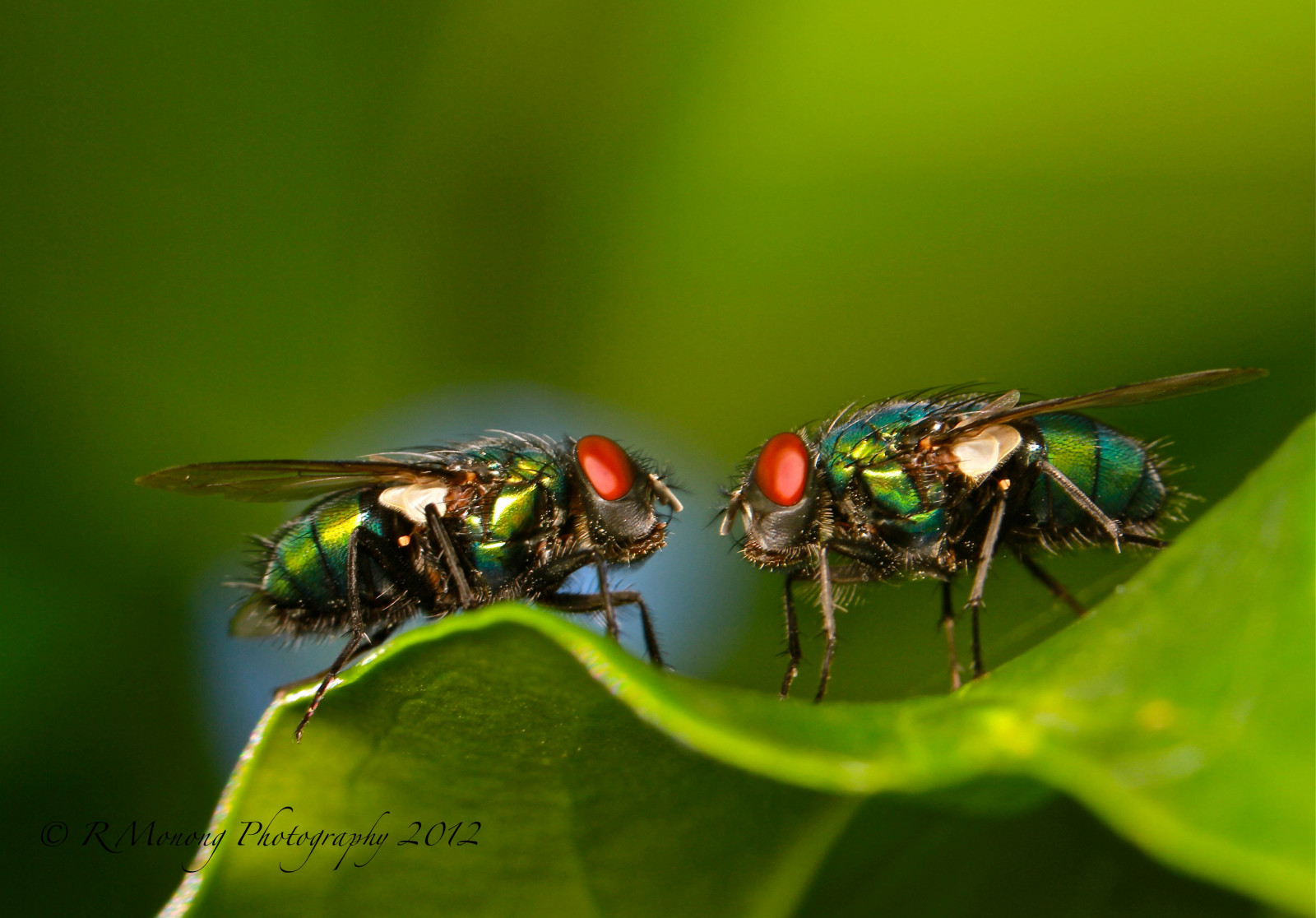 Wallpaper : macro, green, closeup, insect, Fly, eyes, 100mm, 7d ...