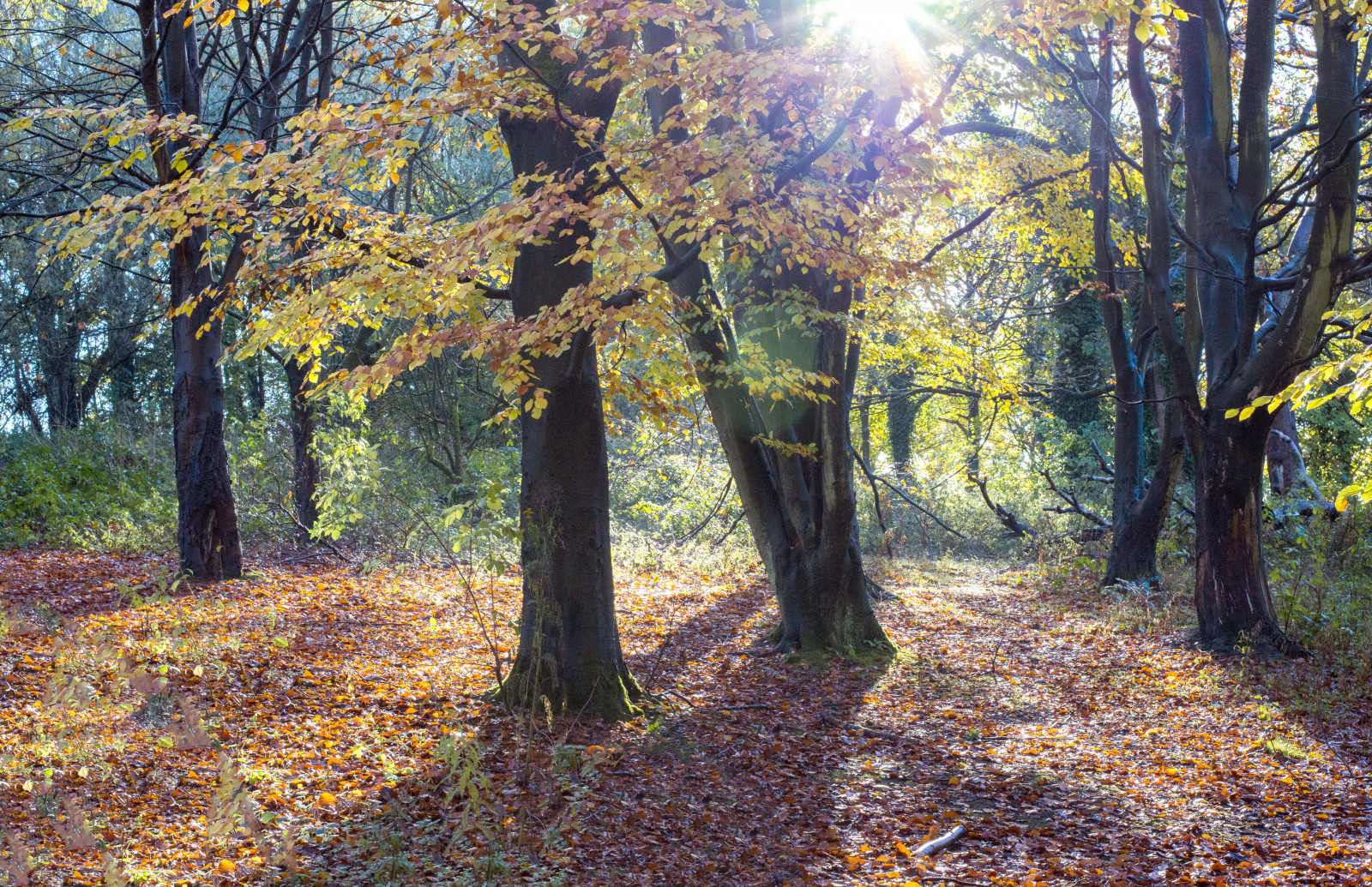 Wallpaper : park, autumn, trees, fall, nature, sunshine, forest ...