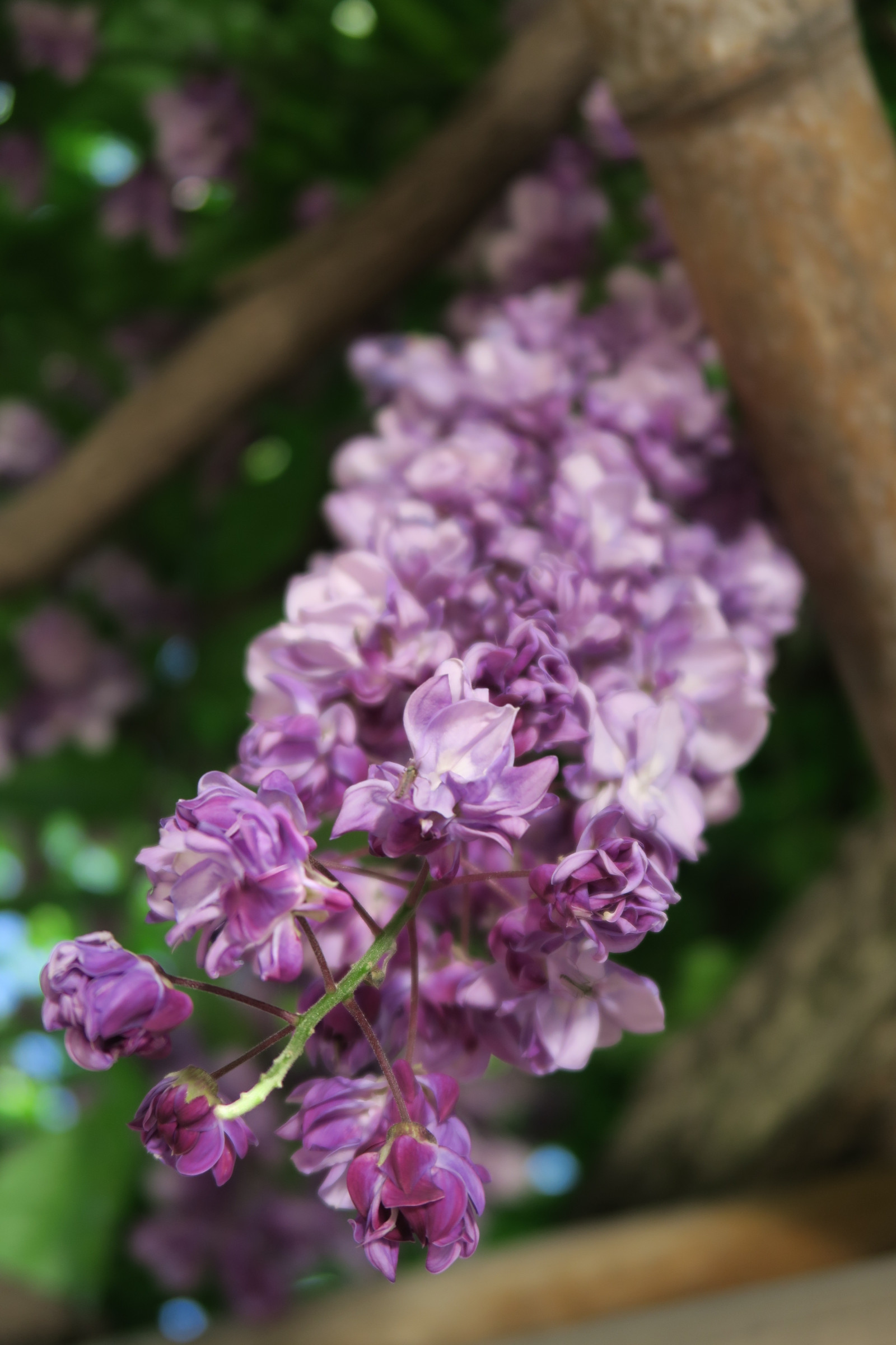 Obrázky na plochu : Fialová, vetva, kanonik, kvet, Tokio, bylina ...