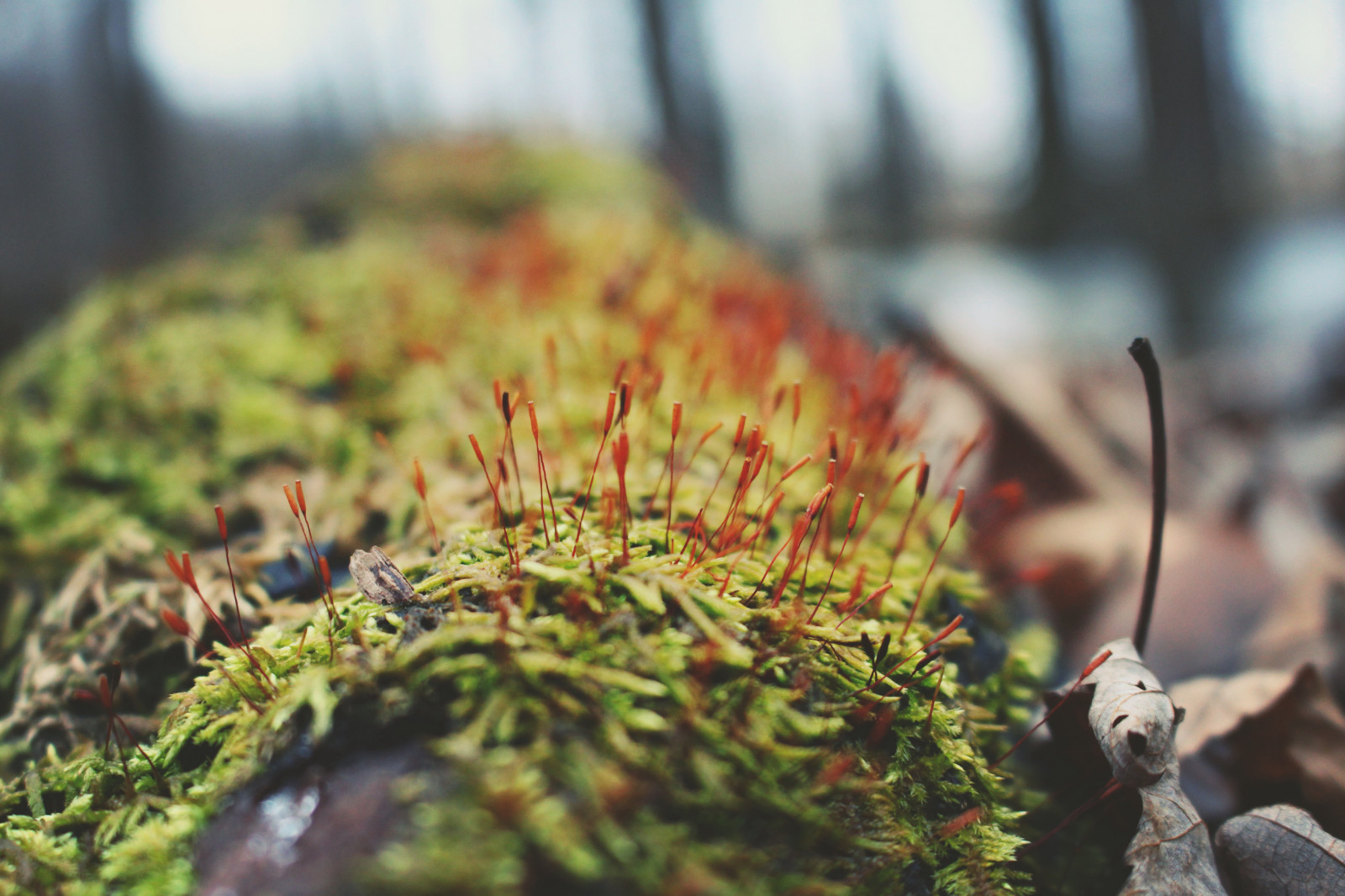 Wallpaper : red, grass, winter, branch, moss, green, death, life ...