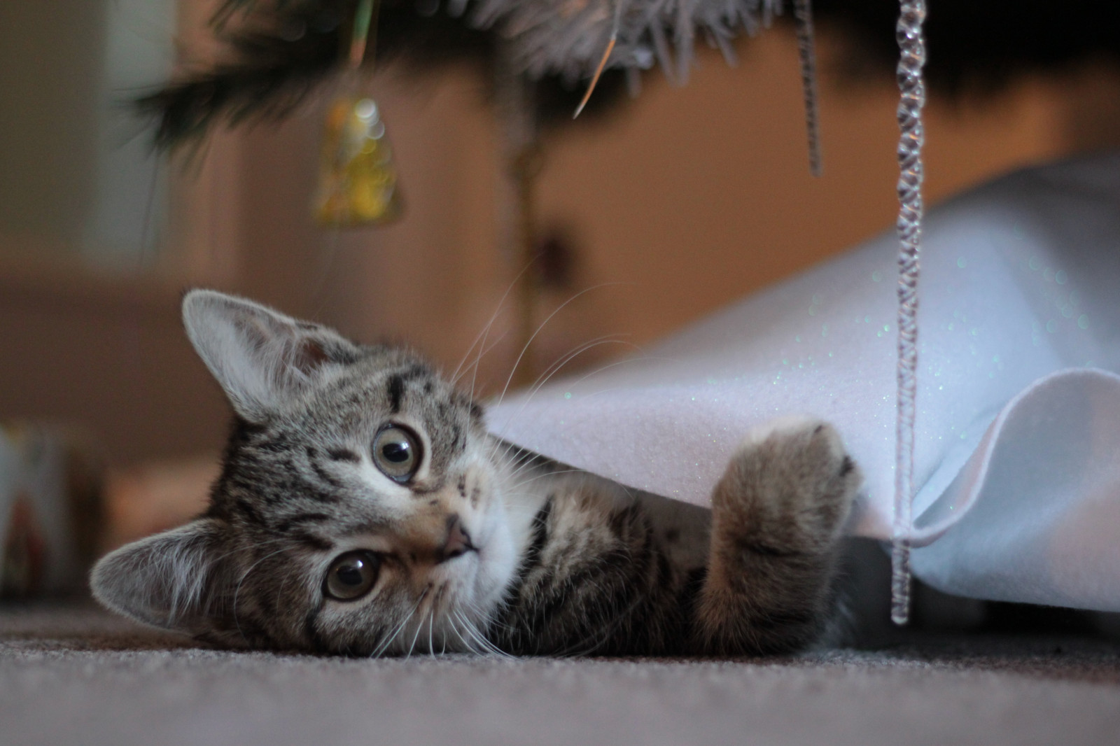 Sfondi : gatti, gatto, gattino, felino, Chiacchierare, micio, gattini ...