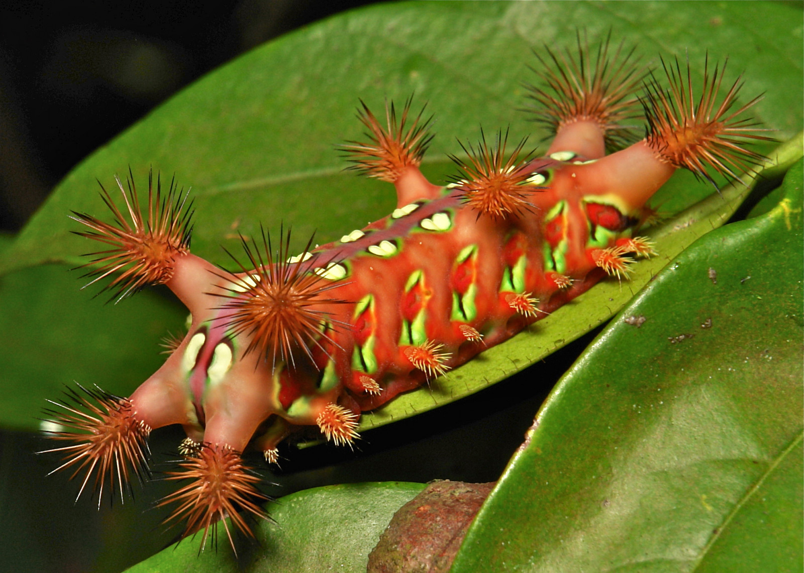 Wallpaper : Caterpillar, larva, insect, invertebrate, organism, macro ...