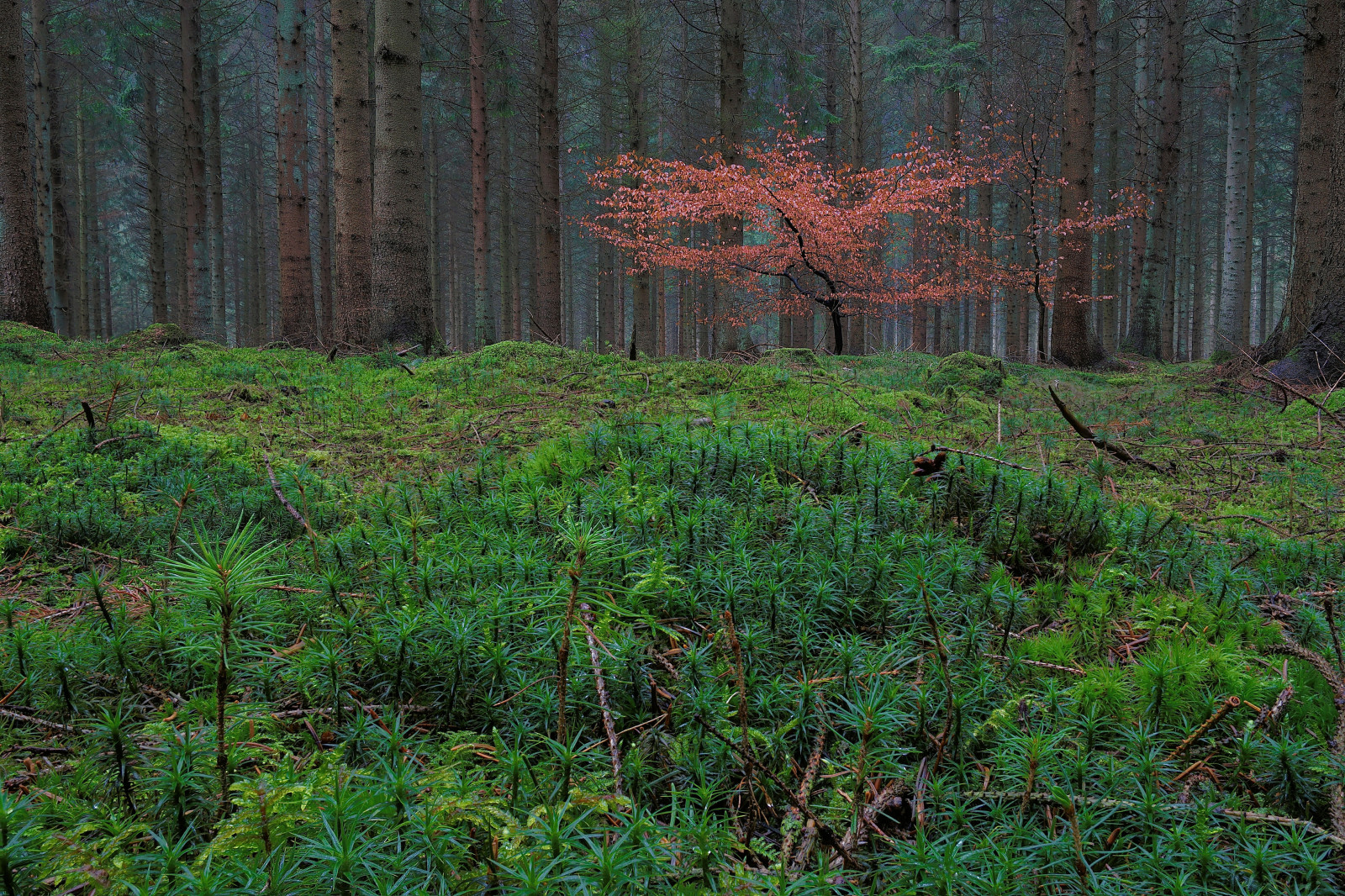 Baggrunde : træer, natur, vinter, Danmark, mos, tæt på, sammensætning ...