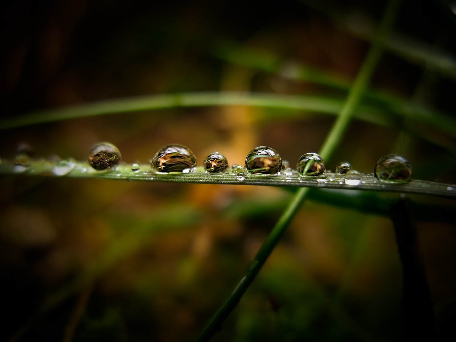 Wallpaper Nature Grass Water Drops Branch Green Dew Vignette