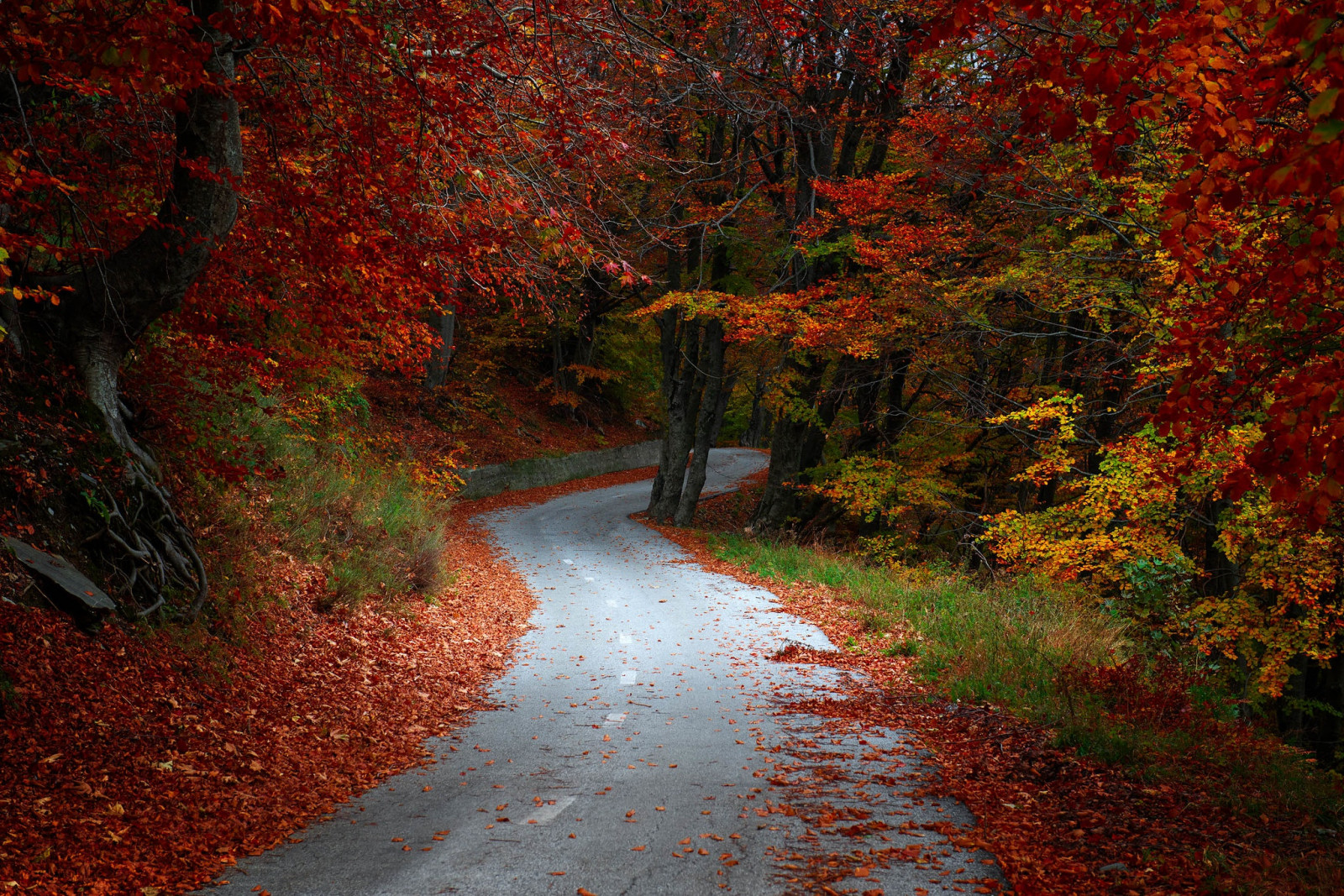 Wallpaper : fall, trees, leaves, road, outdoors 2048x1367 ...