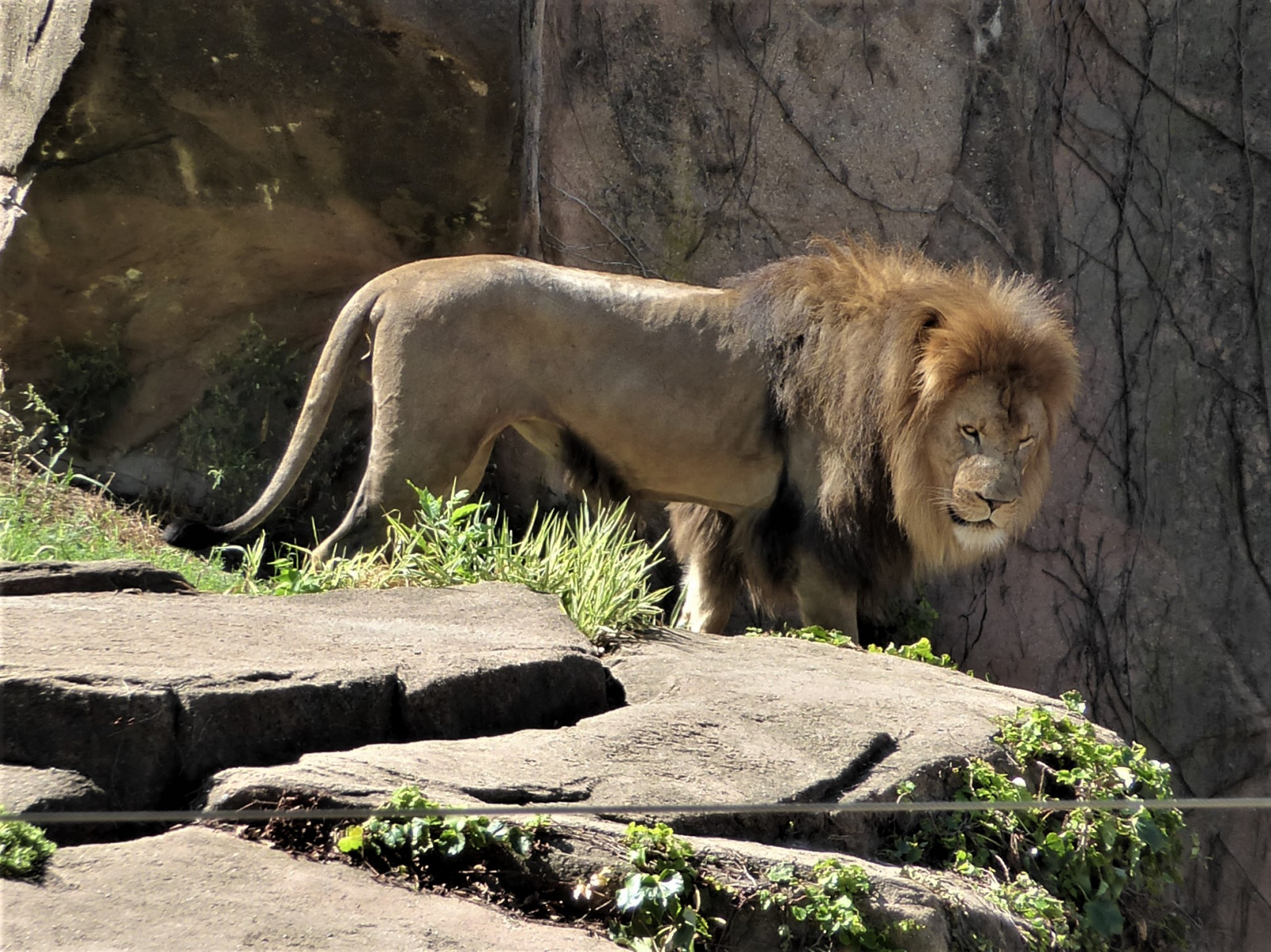 тапети : котка, трева, дивата природа, големи котки, зоологическа ...