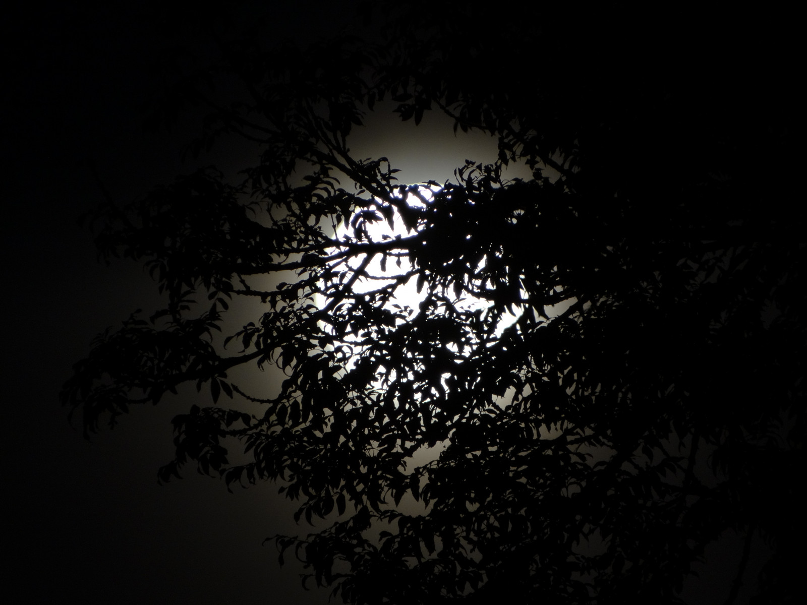 배경 화면 : 갓 베니 넨, 나무, 트라 드, Silhuett, 실 럿트, m nen, 월계수, 풀럼, 보름달, 저녁, 링크 핑 ...