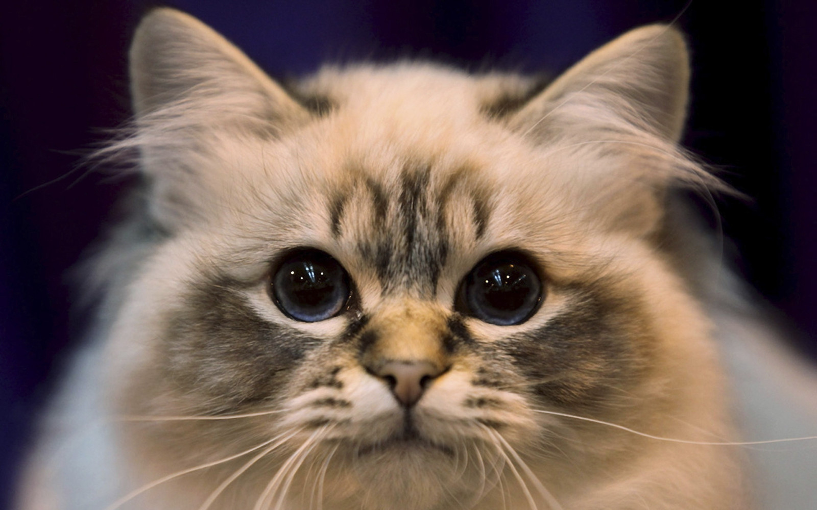 Wallpaper : cat, face, eyes 1920x1200 - 4kWallpaper - 667959 - HD ...