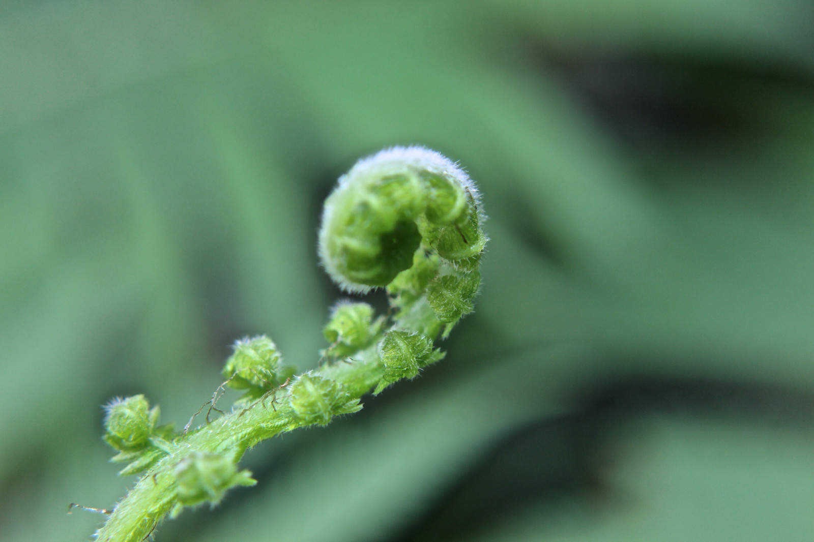 Wallpaper : plant, fern, macro, nature, closeup, bokeh, micro ...