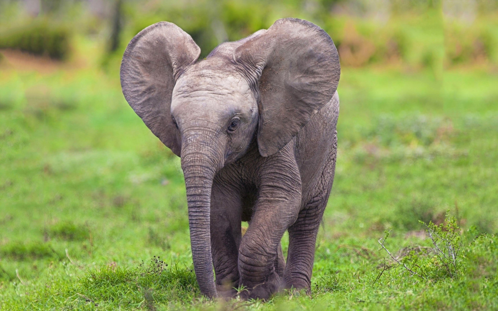 Wallpaper : 2496x1559 px, animals, elephant 2496x1559 - wallup ...