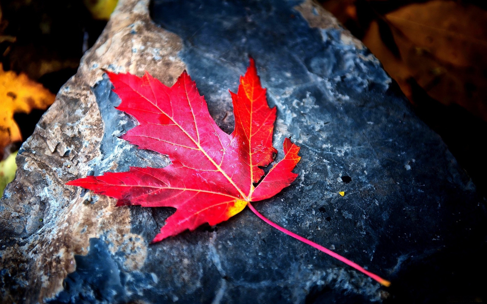 Wallpaper : leaf, red, autumn, stone, dry 1920x1200 - CoolWallpapers ...