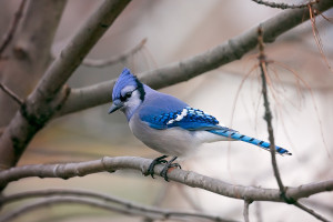 Obrázky na plochu : vtáky, príroda, vetva, zver a rastlinstvo, zobák ...