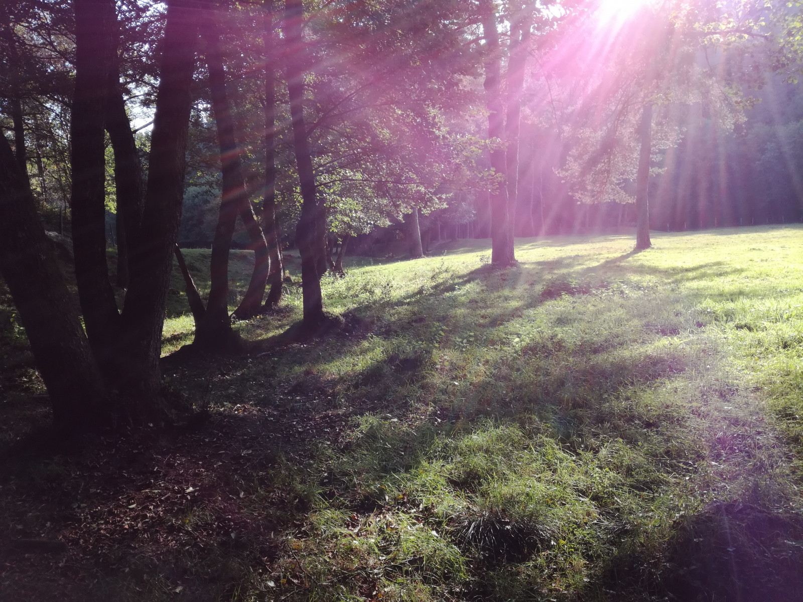 Wallpaper : nature, natural light 4160x3120 - crousti - 1391343 - HD ...