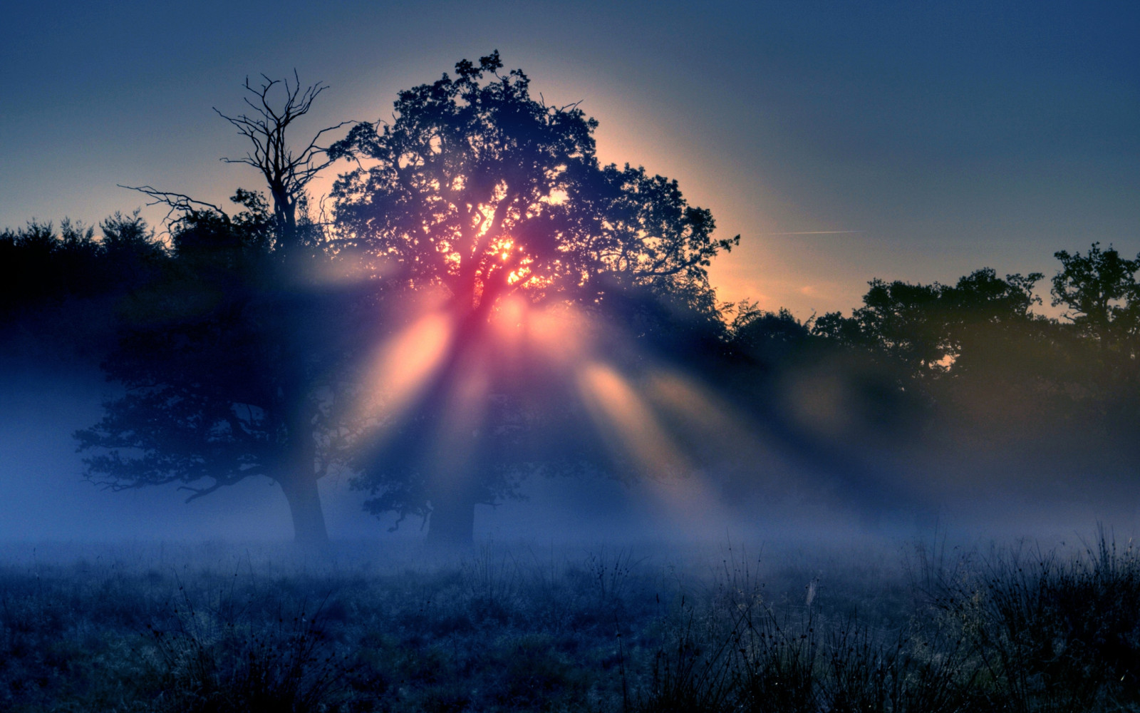 Wallpaper : dawn, fog, morning, trees 2560x1600 - wallpaperUp - 663261 ...