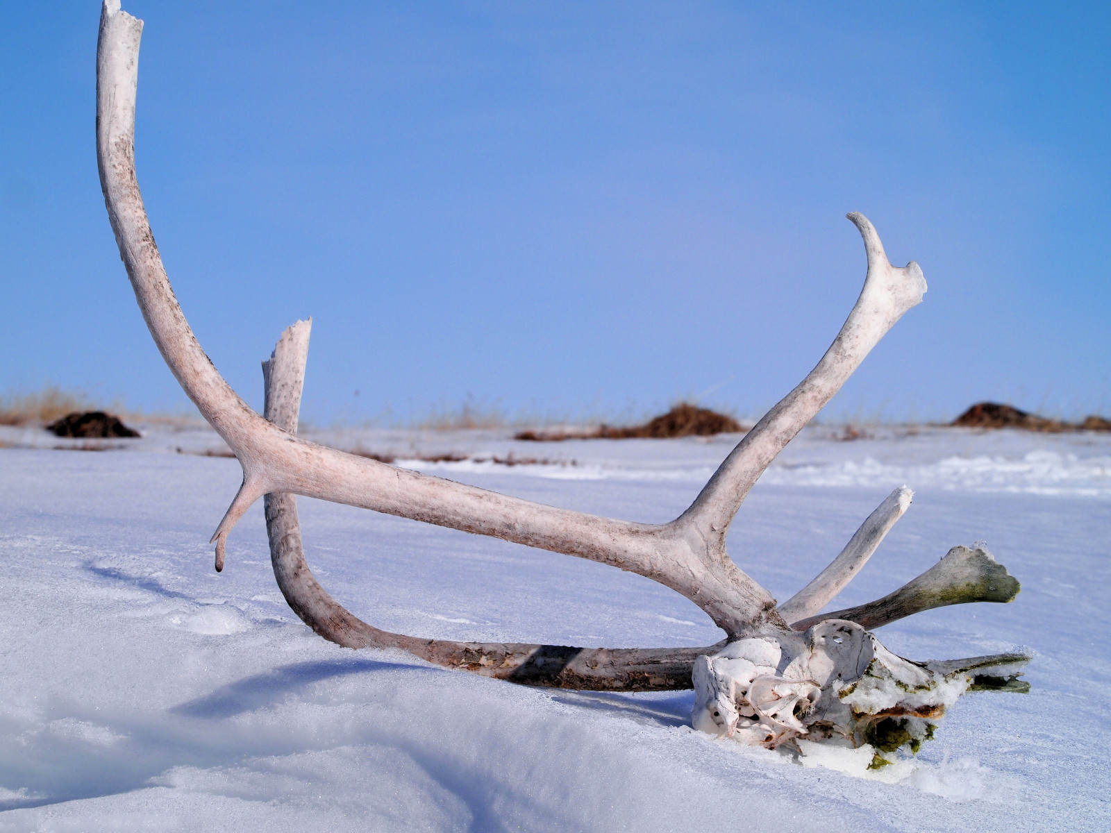 Tapety : krajina, Jelen, zvěř, Příroda, nebe, sníh, zima, dřevo, modrý ...