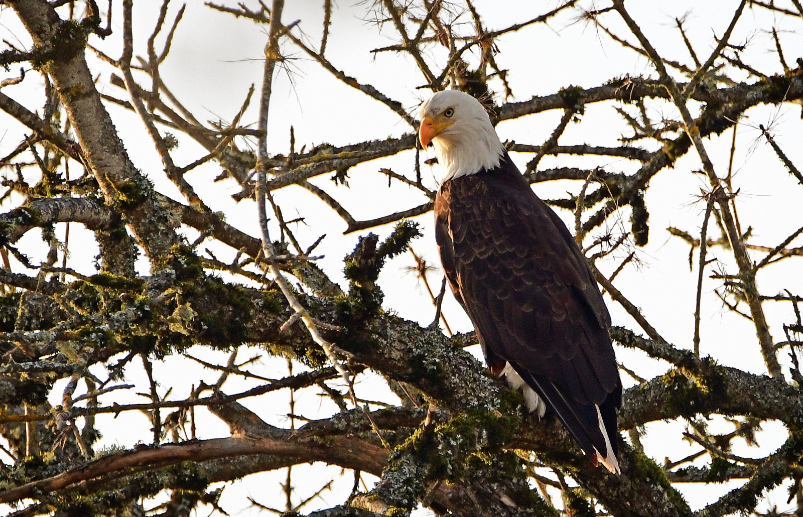 Wallpaper : sky, branch, wildlife, Nikon, bird of prey, Oregon, bald ...