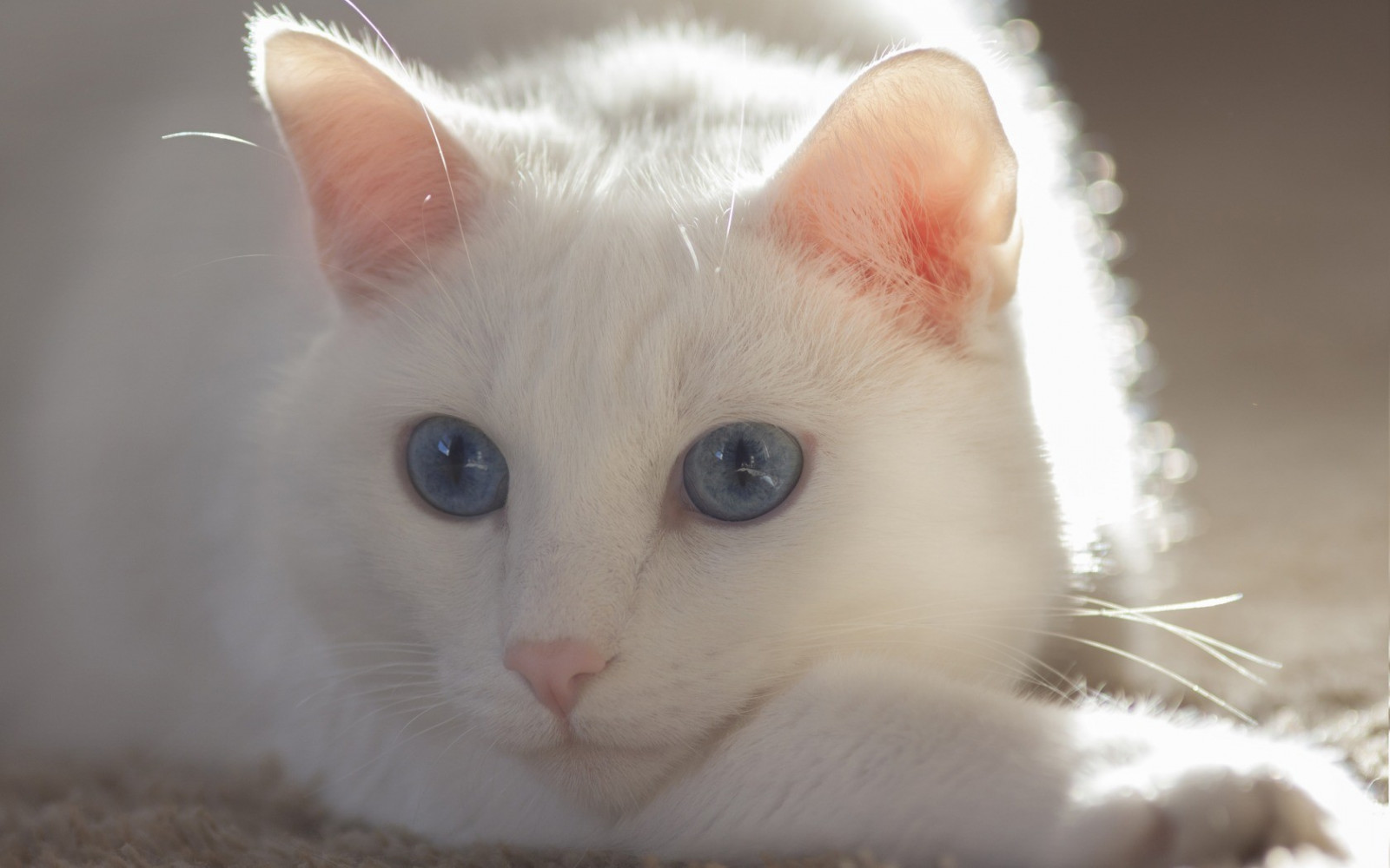 Wallpaper : putih, hewan, hidung, cambang, kulit, anak kucing, binatang ...