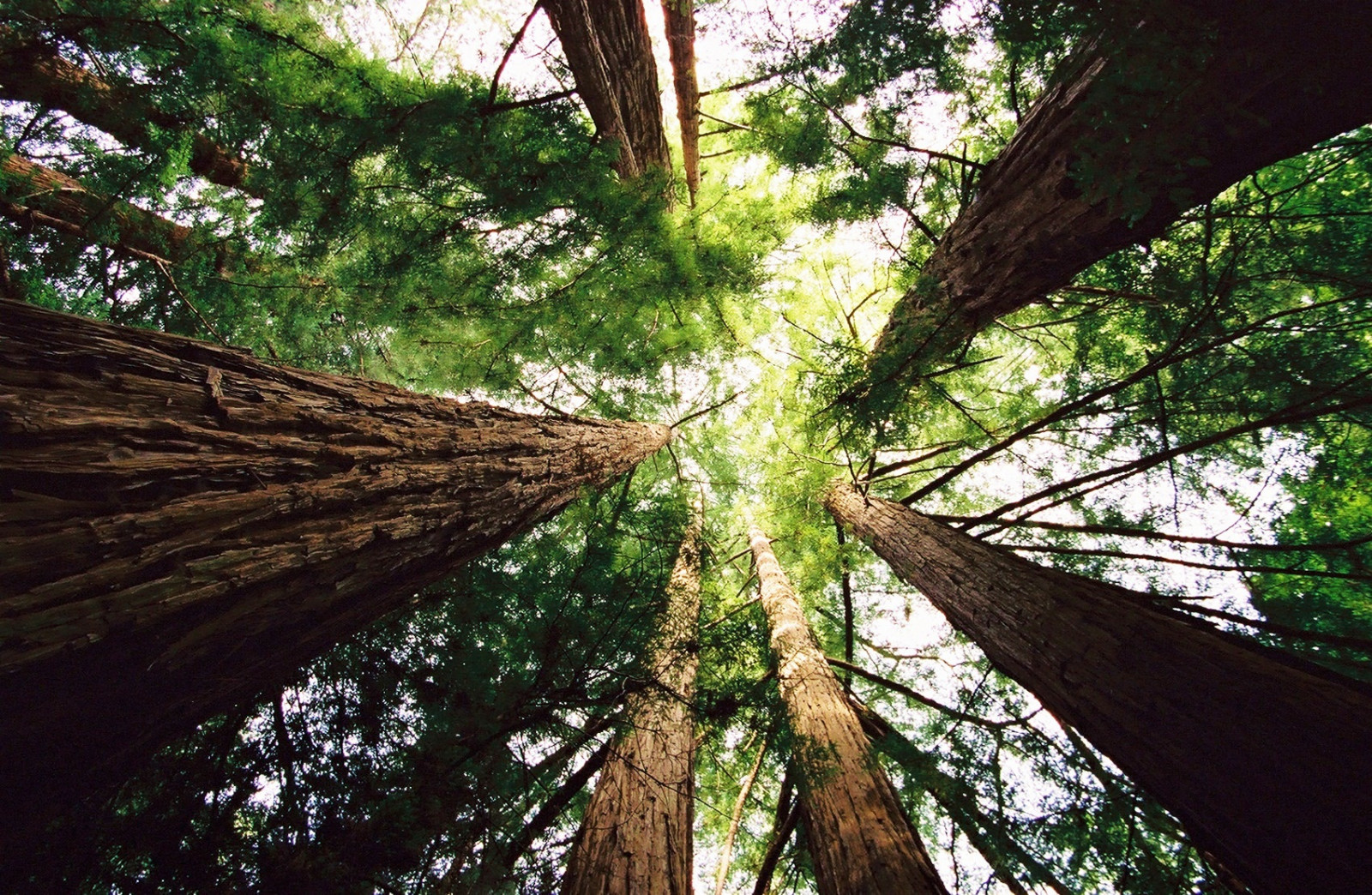 Wallpaper Tree Nature Vegetation Plant Leaf Grove Old Growth