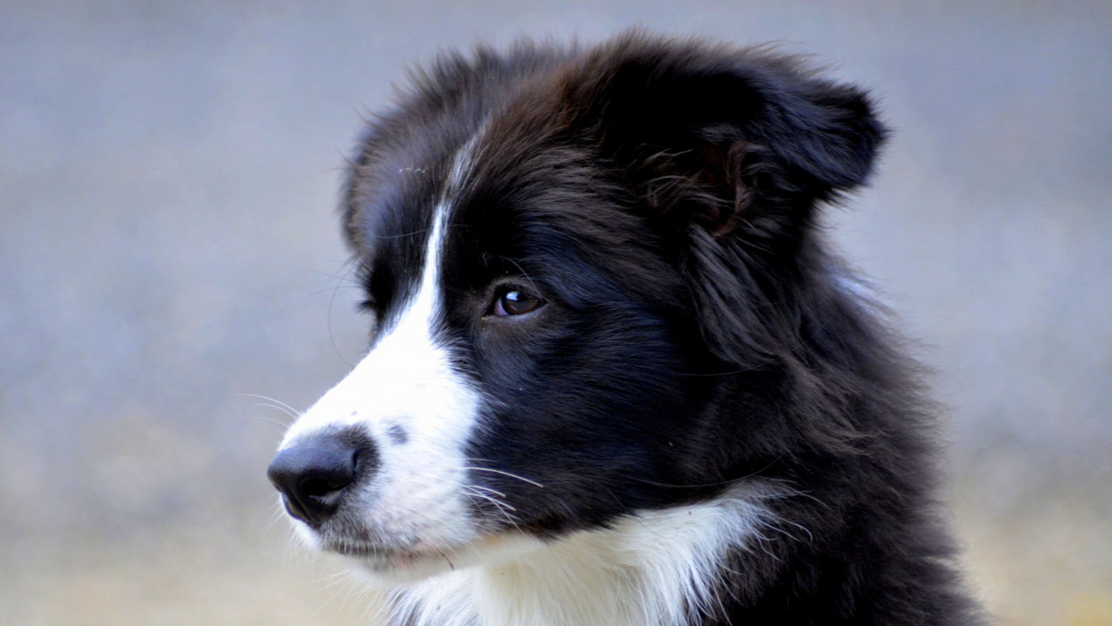 Wallpaper : british shepherd, anjing, moncong 4923x2775 - goodfon ...