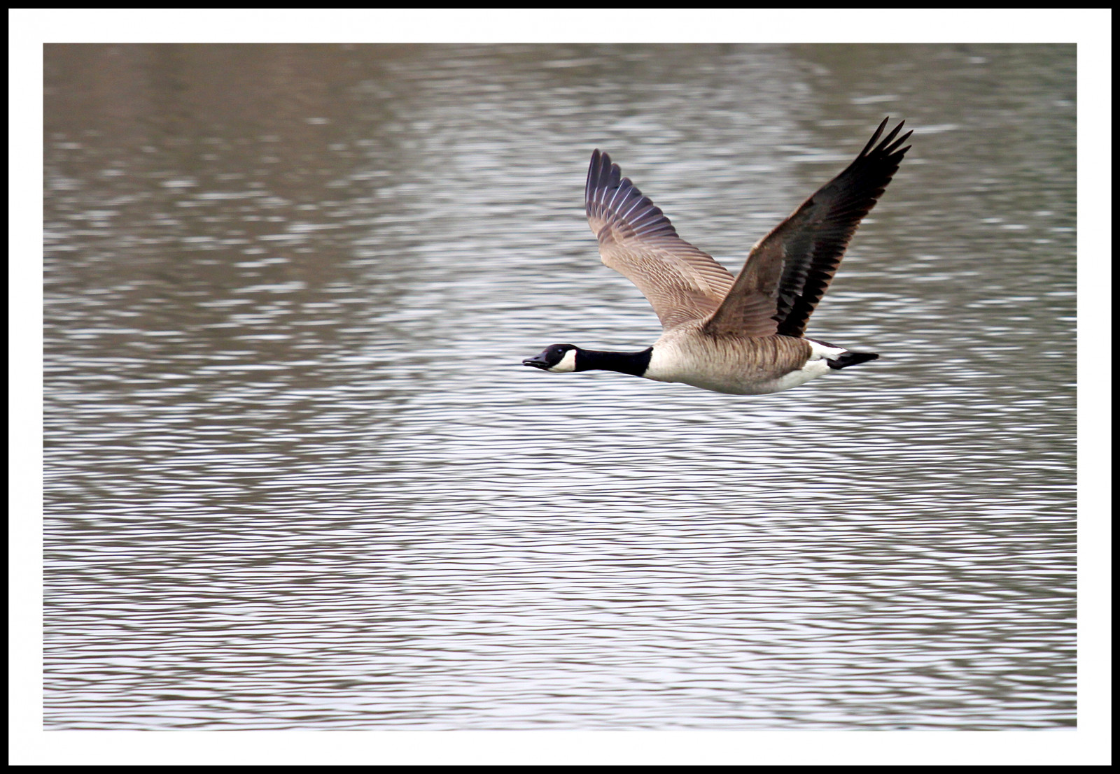 Masaüstü : göl, kuş, Su, Canon, uçan, Kanatlar, Vahşi hayat, Uçuş ...